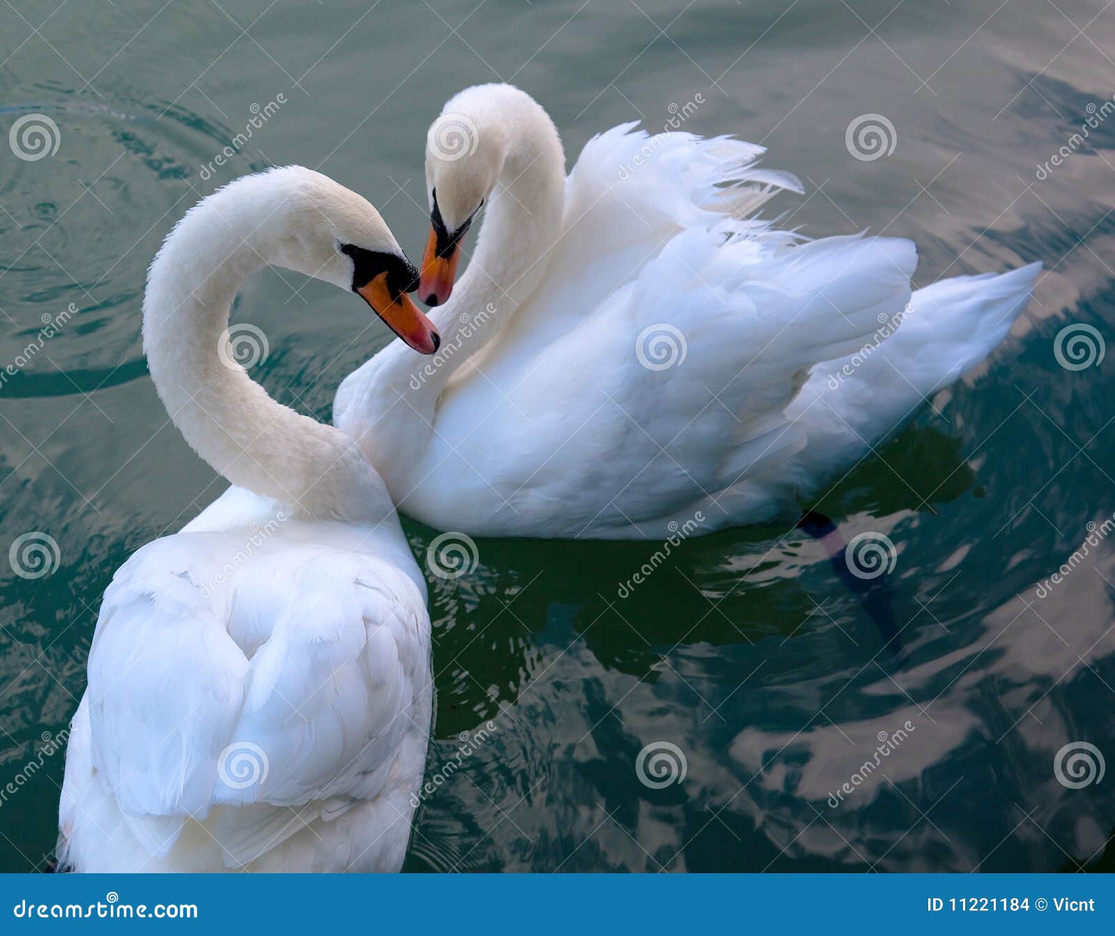 Beautiful swans stock photo. Image of idyllic, feather - 11221184