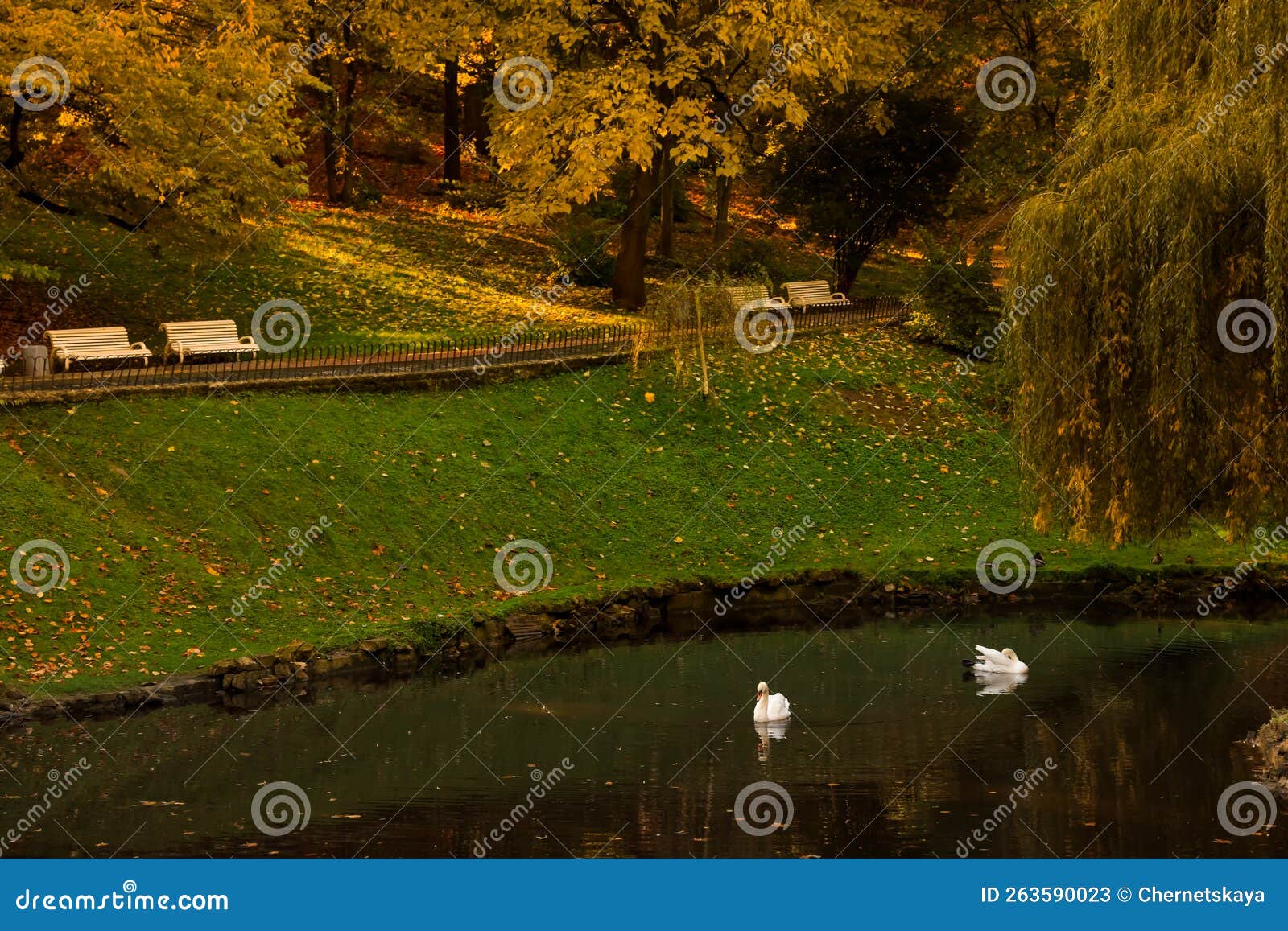 Beautiful Swans in Lake and Trees in Park Stock Image - Image of ...