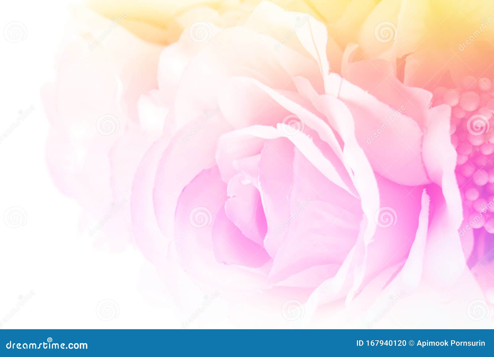 Sweet Color Roses Made with Gradient in Soft Style for Abstract ...