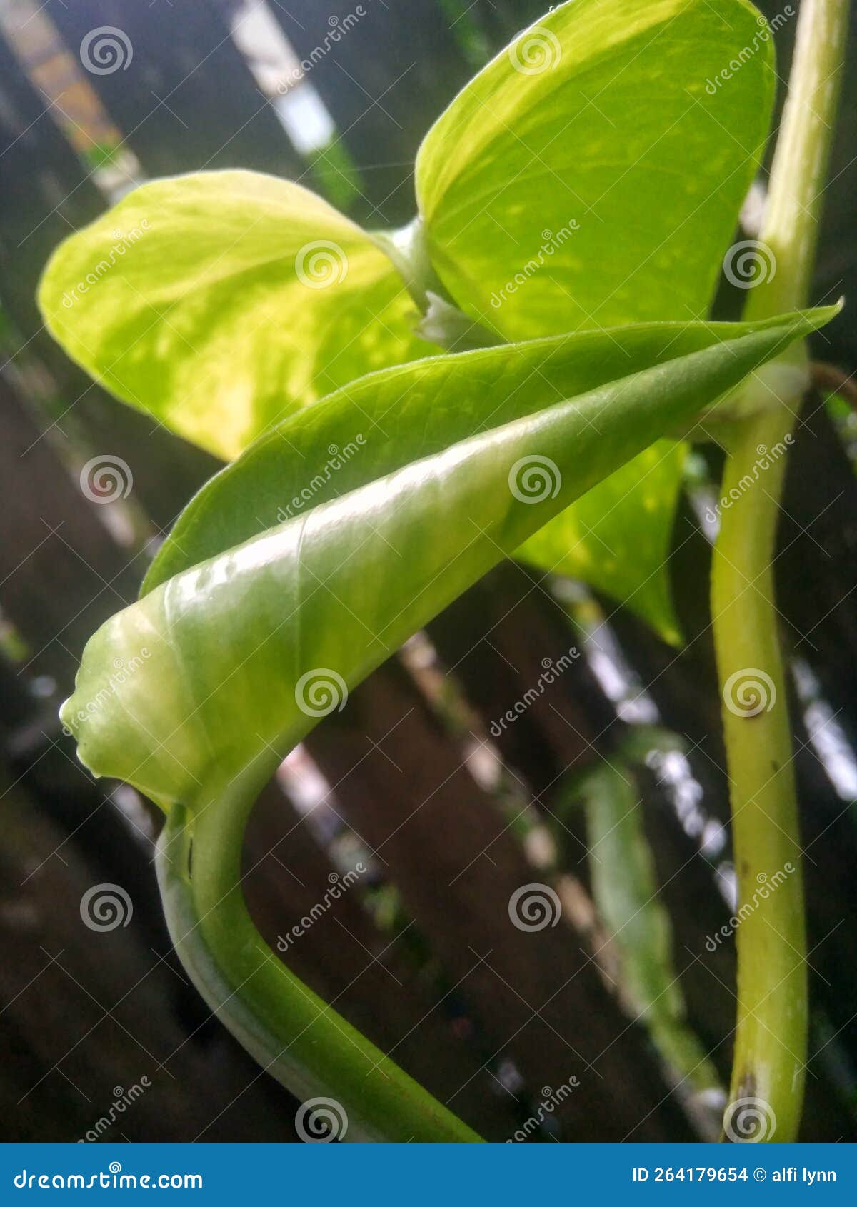 Beautiful sweet leef stock photo. Image of insect, leaf - 264179654