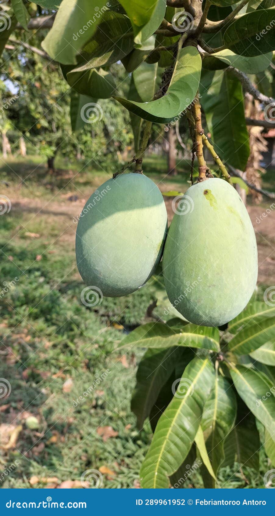 Beautiful and sweet mango stock photo. Image of tree - 289961952