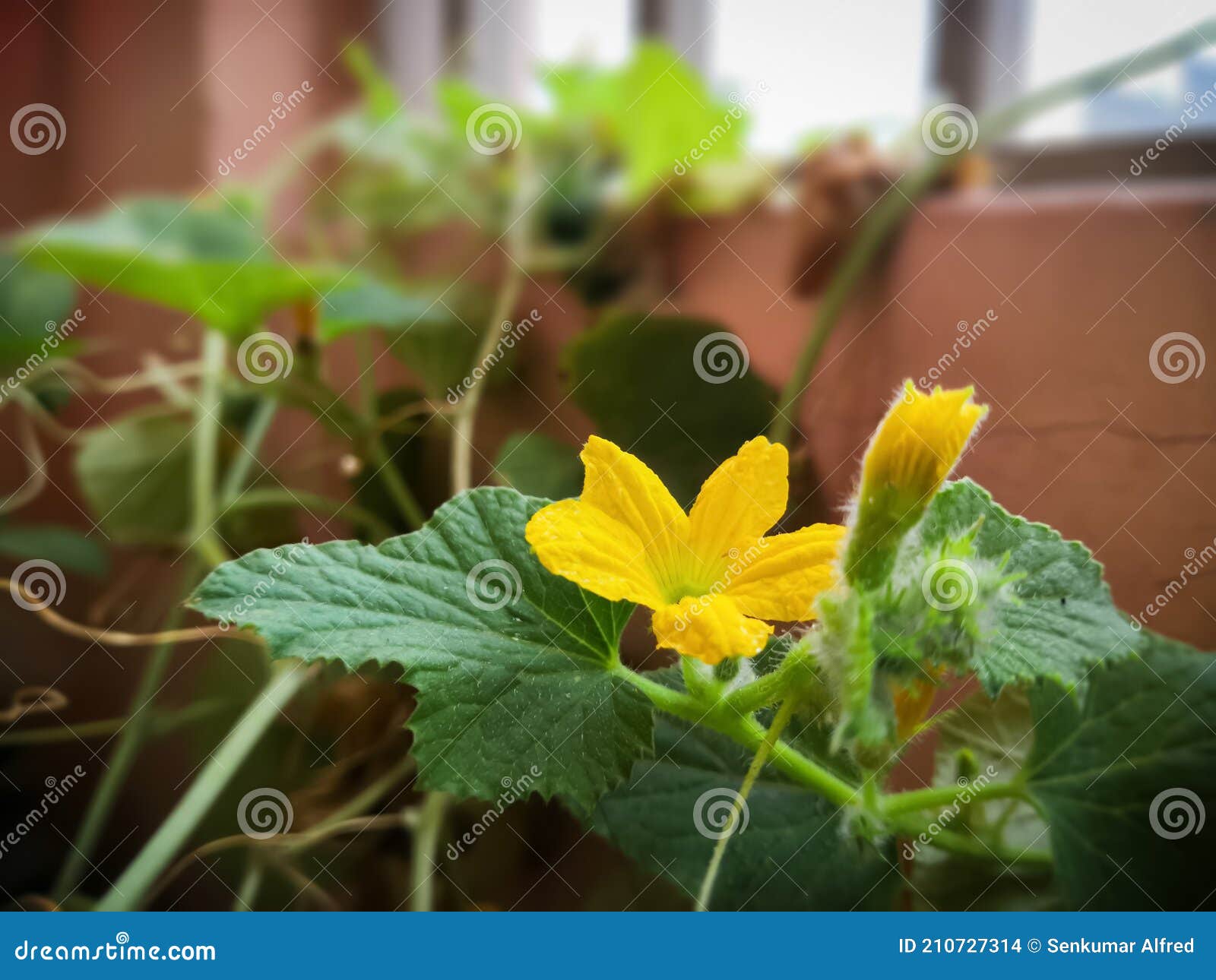 Beautiful Sweet Melon Yellow Flower Stock Photo - Image of flora, house ...
