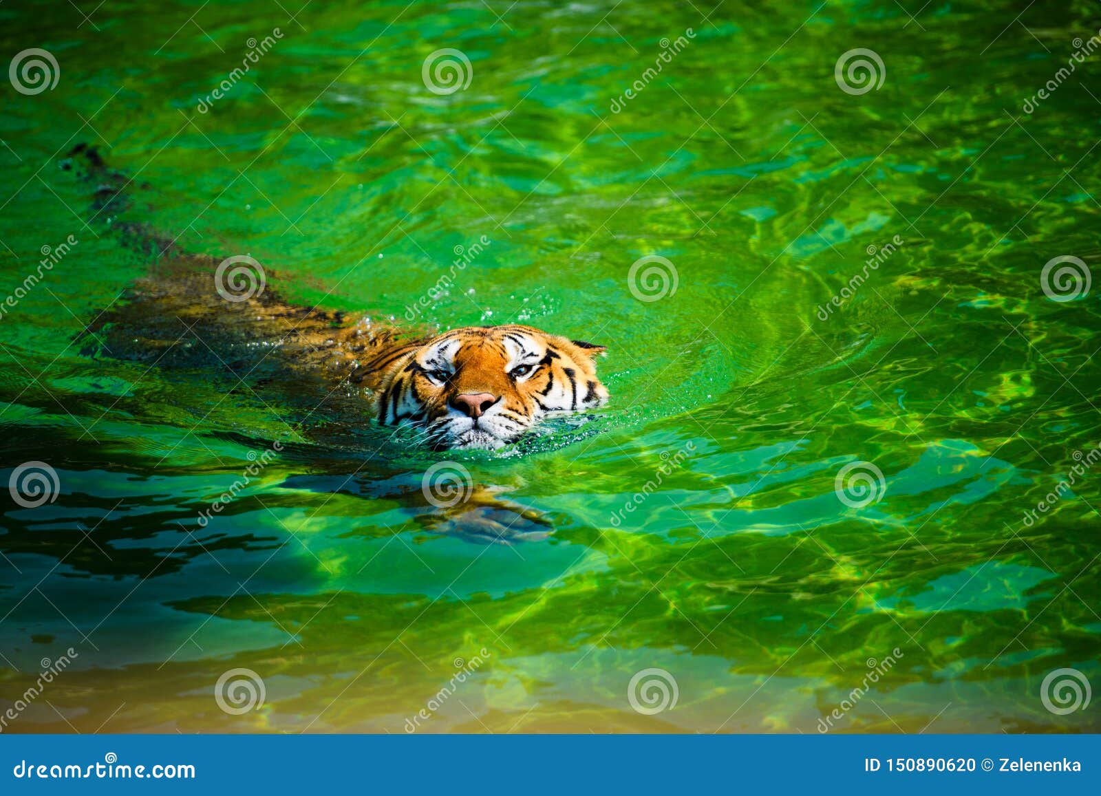 Beautiful swimming tiger stock photo. Image of mammal - 150890620