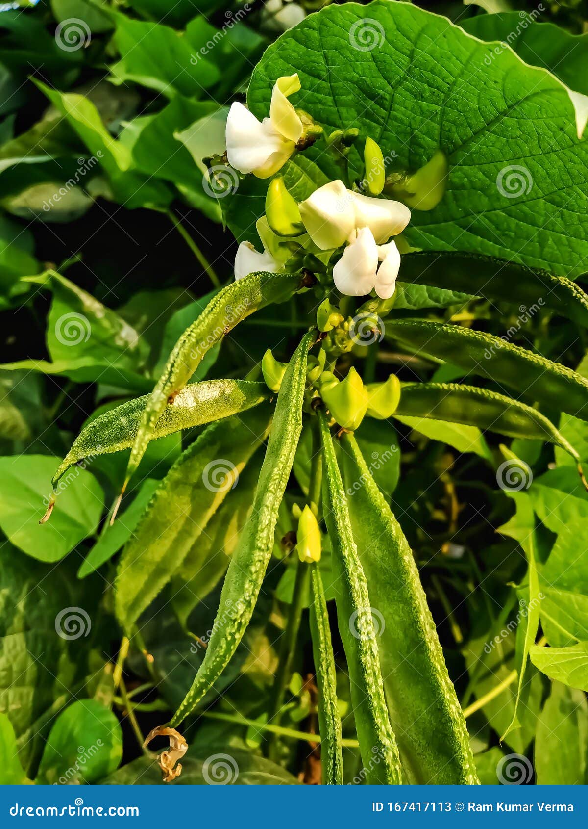 Sword Bean (Canavalia Gladiata) Royalty-Free Stock Photography ...