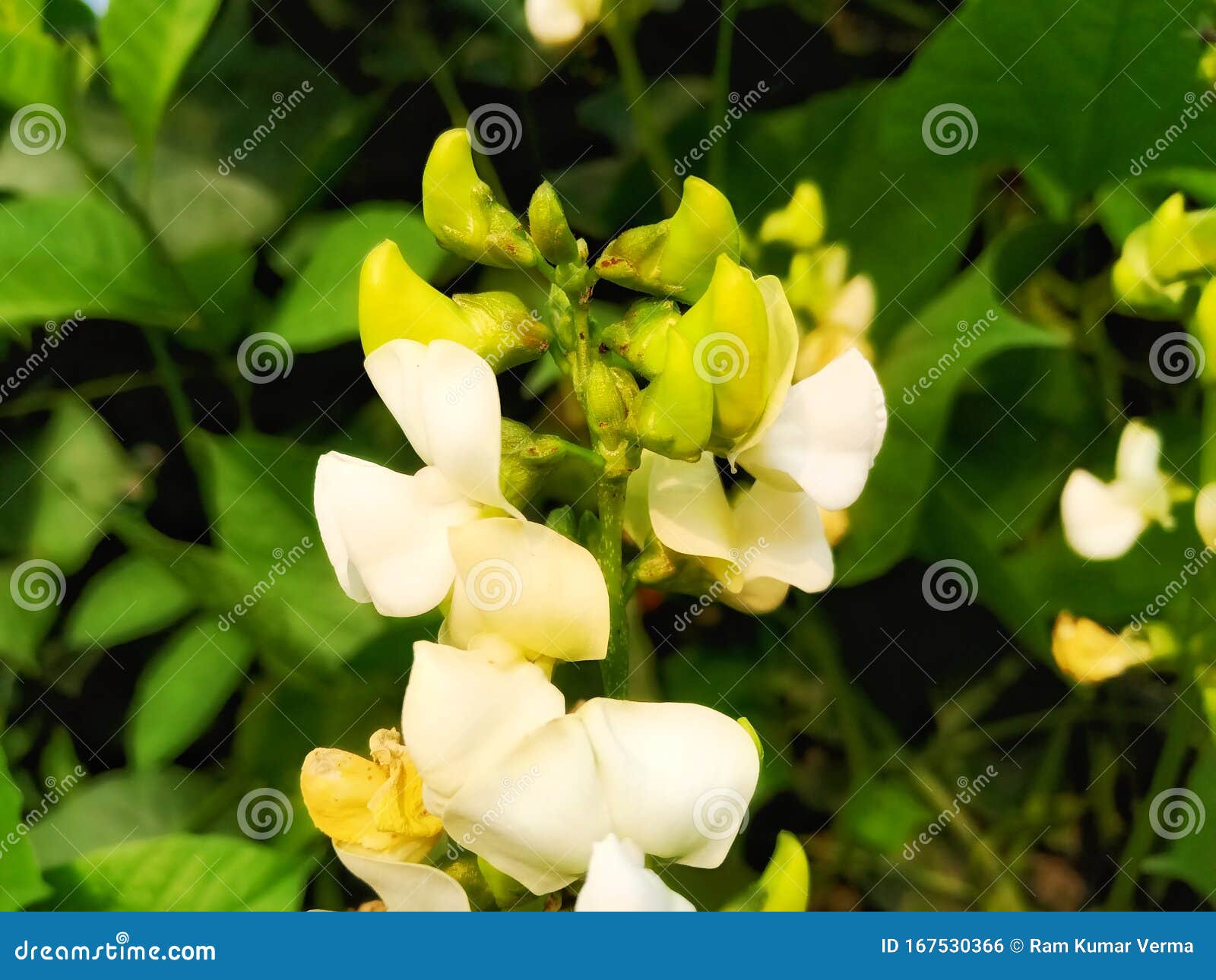 Sword Bean (Canavalia Gladiata) Stock Image | CartoonDealer.com #25425793