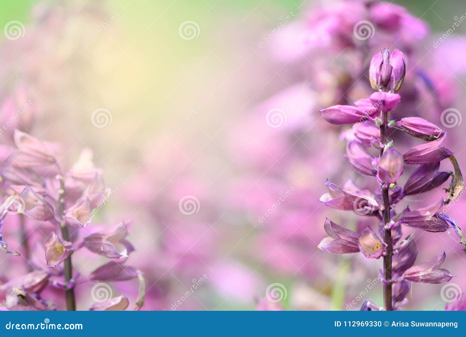 258 Sylvia Flower Photos - Free & Royalty-Free Stock Photos from Dreamstime