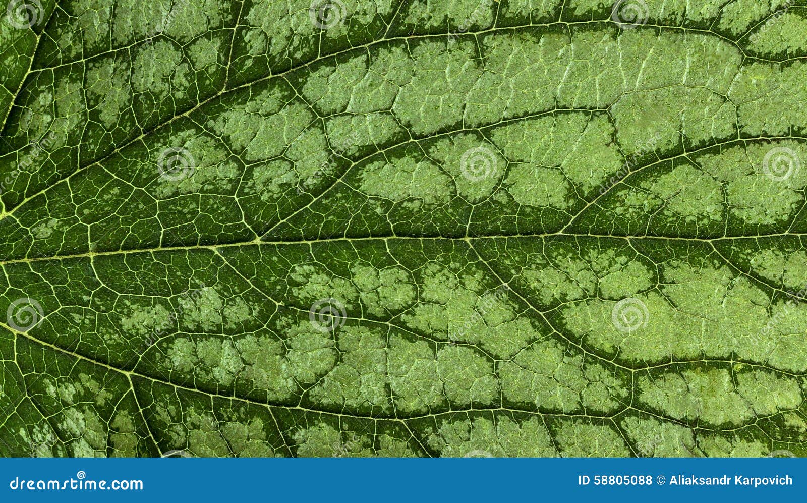 Beautiful Symmetry Stock Photo | CartoonDealer.com #58805124