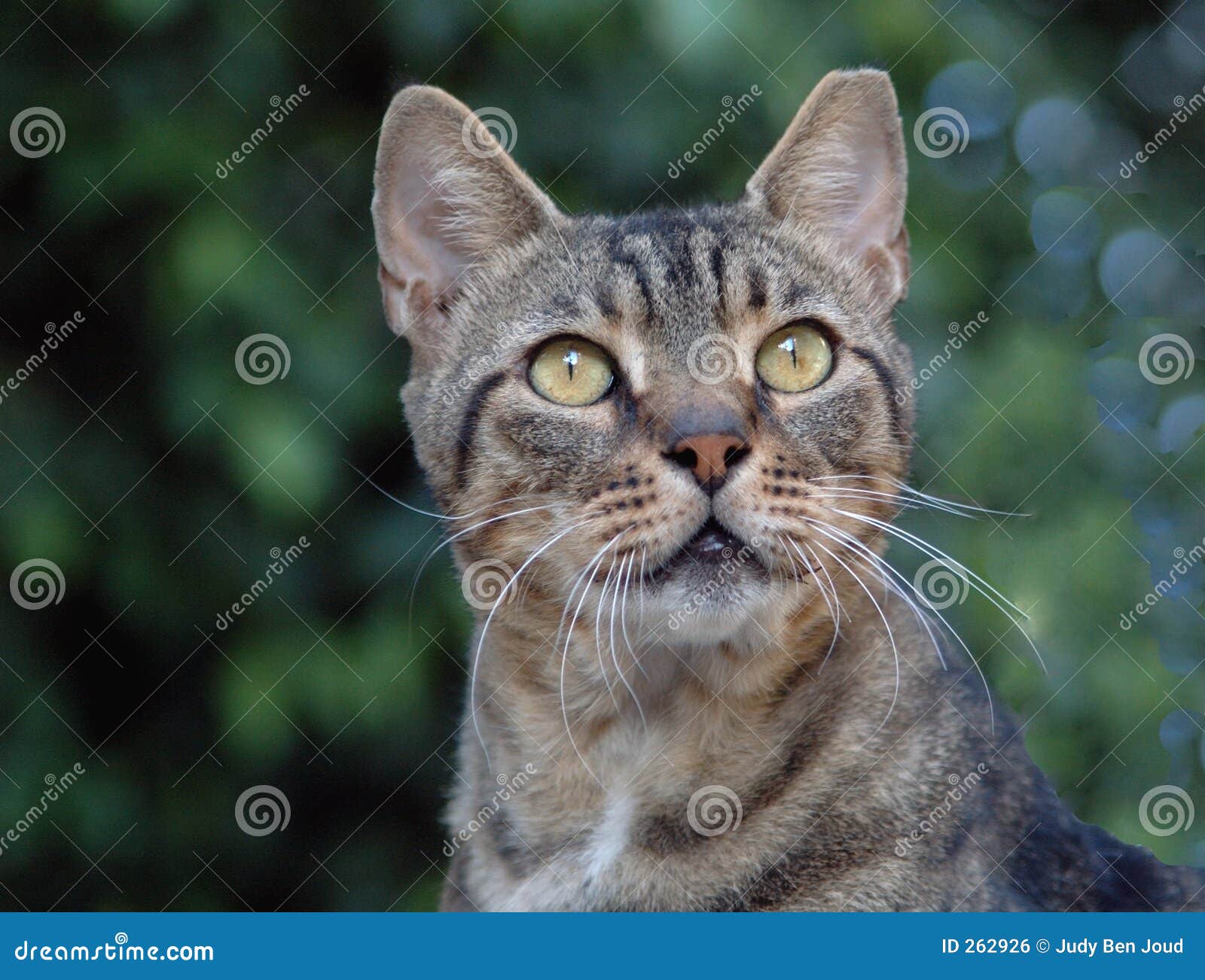 Beautiful tabby cat stock photo. Image of beautiful, tiger - 262926