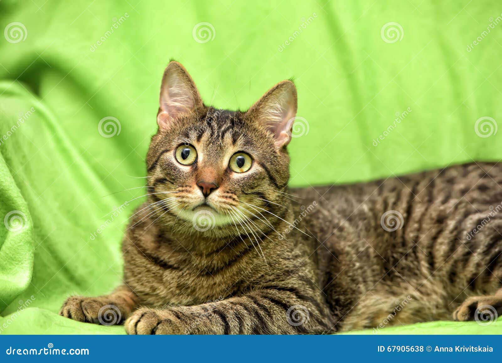 Beautiful tabby cat stock photo. Image of atmosphere - 67905638