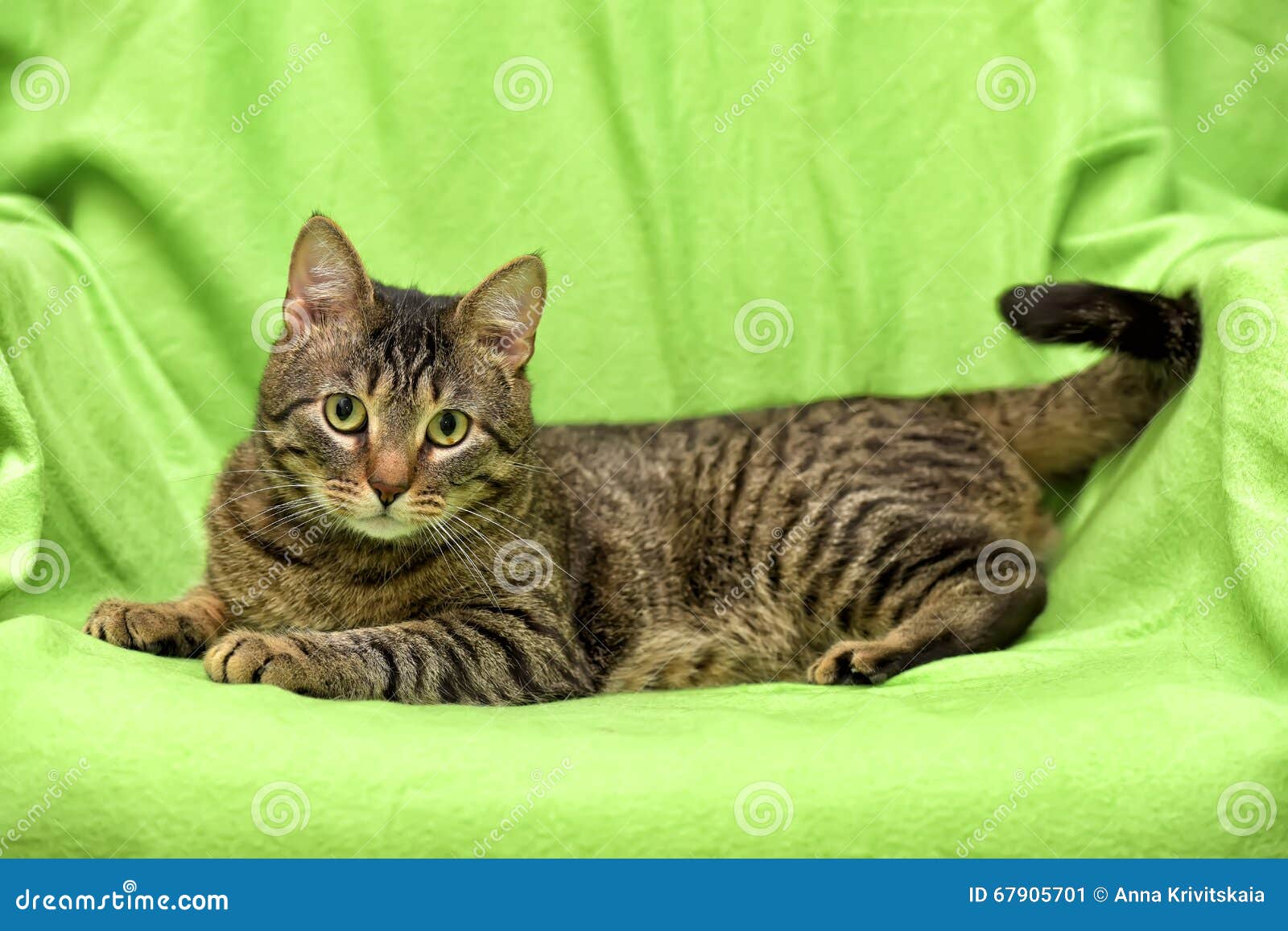 Beautiful tabby cat stock image. Image of carnivore, clever - 67905701