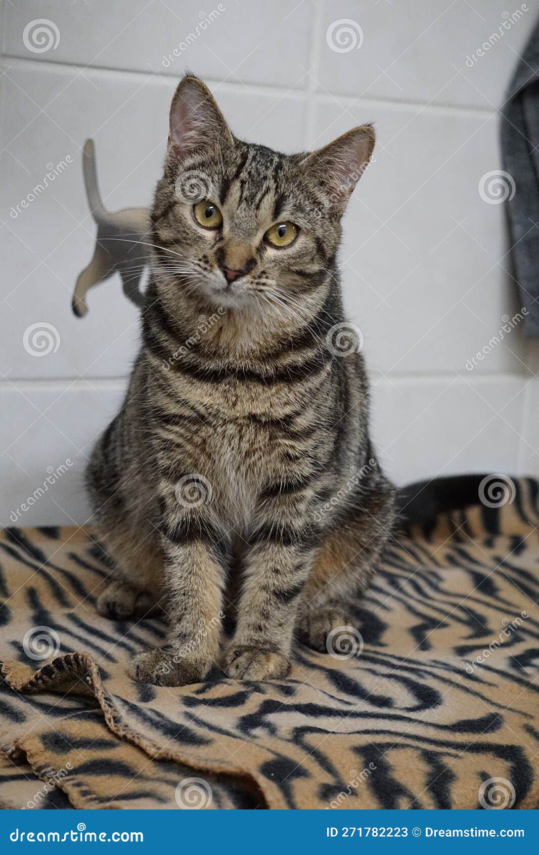 A Beautiful Tabby Cat is Sitting on the Scratching Post Stock Image ...