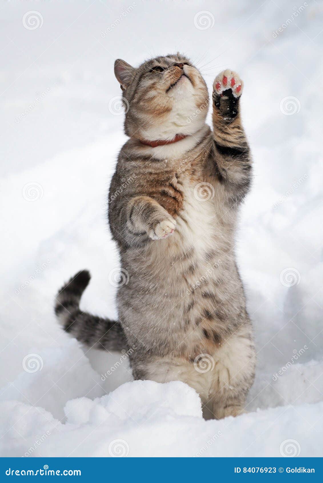 Beautiful Tabby Cat in Snow Stock Image - Image of frosty, cold: 84076923