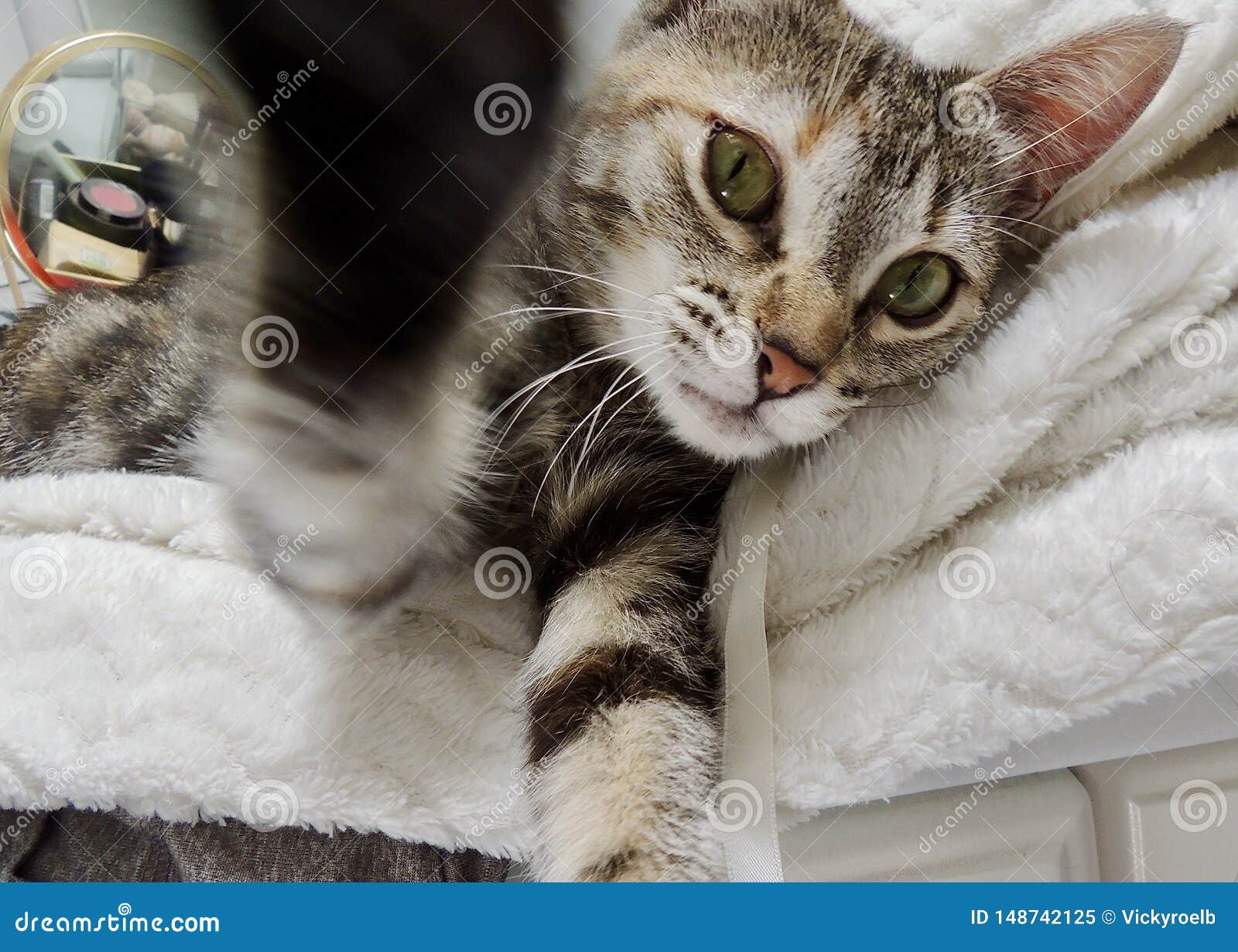 I caught you nice kitten stock image. Image of beauty - 148742125