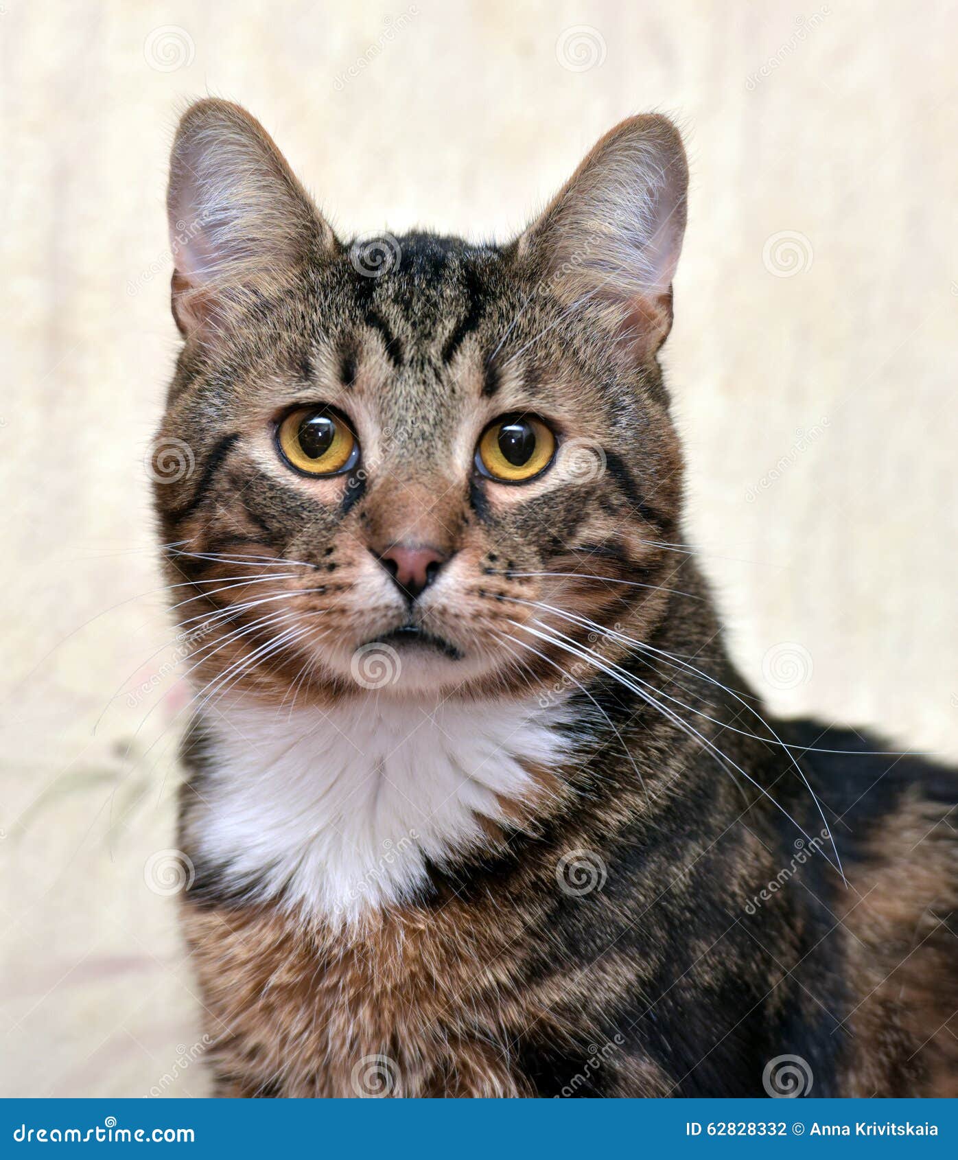 Beautiful tabby cat stock photo. Image of dark, attentive - 62828332