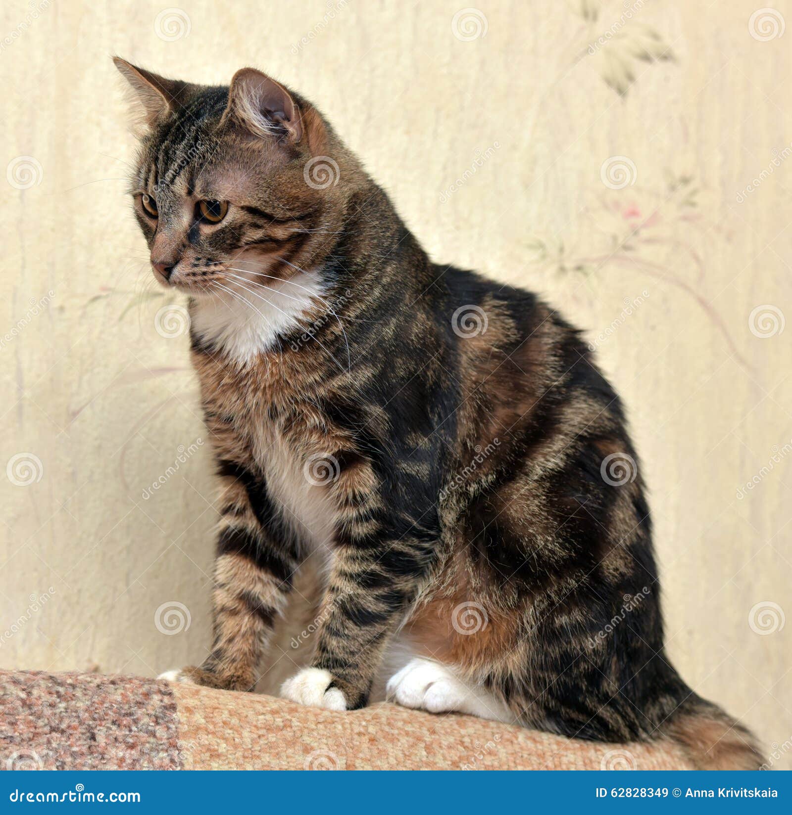 Beautiful tabby cat stock image. Image of beautiful, fluffy - 62828349