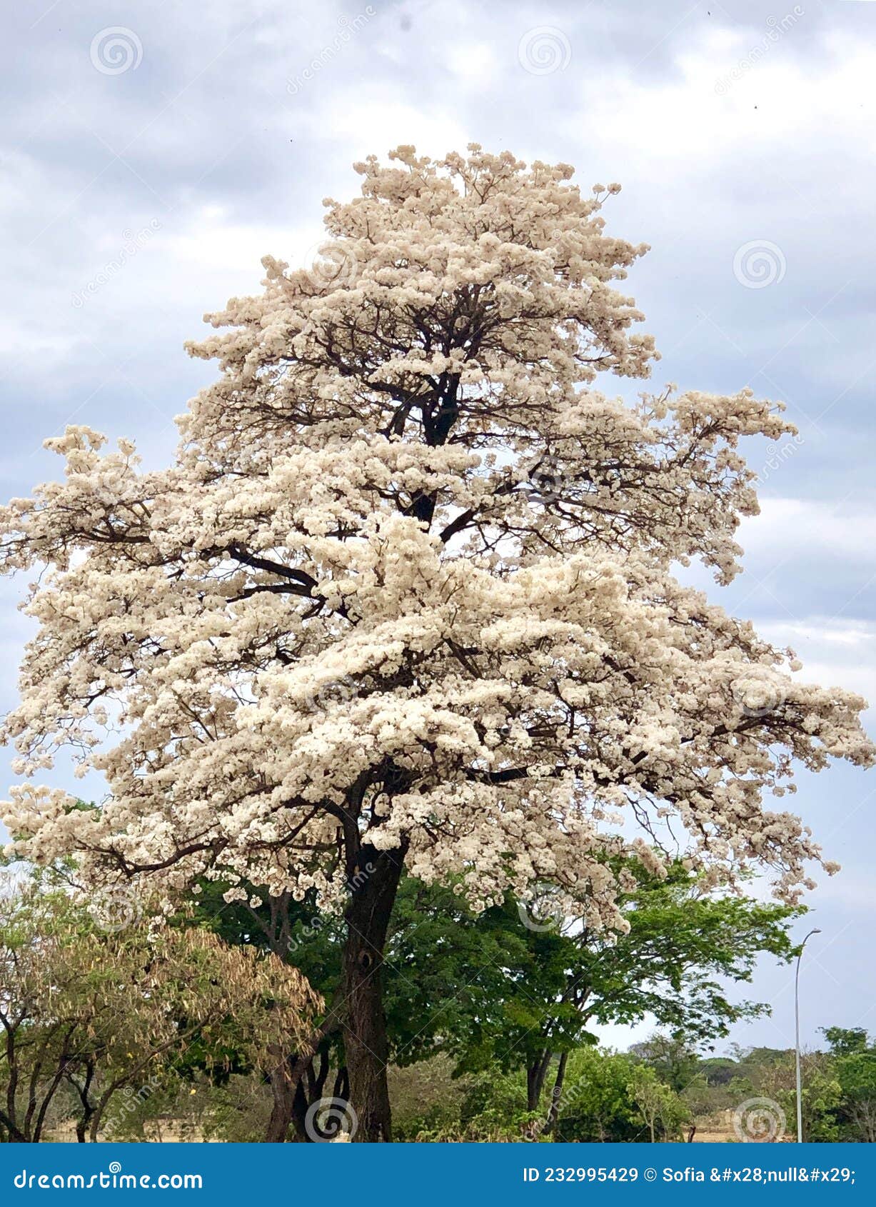 Flowering tree in Brazil stock image. Image of flowering - 232995429