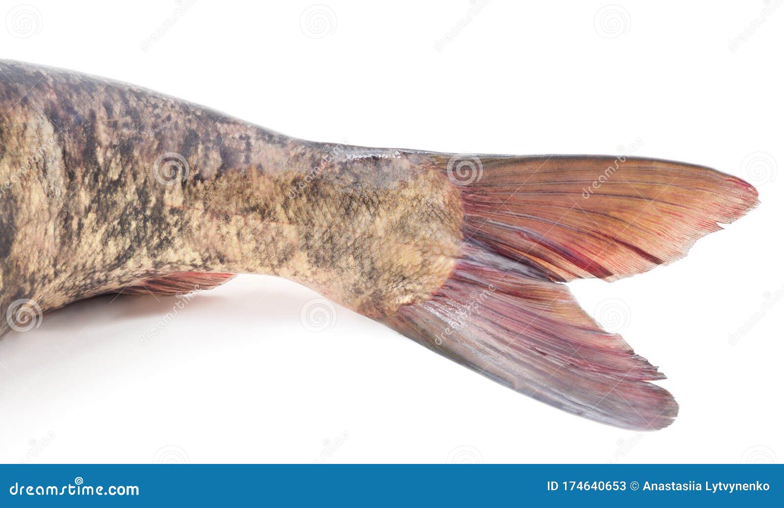 Beautiful tail of a fish stock image. Image of beautiful - 174640653
