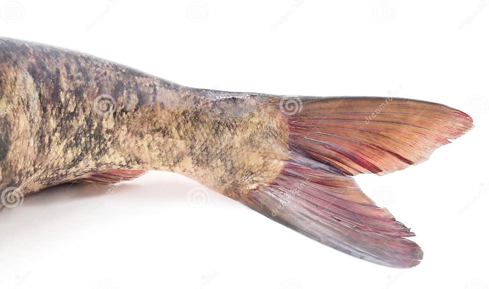 Beautiful tail of a fish stock image. Image of beautiful - 174640653