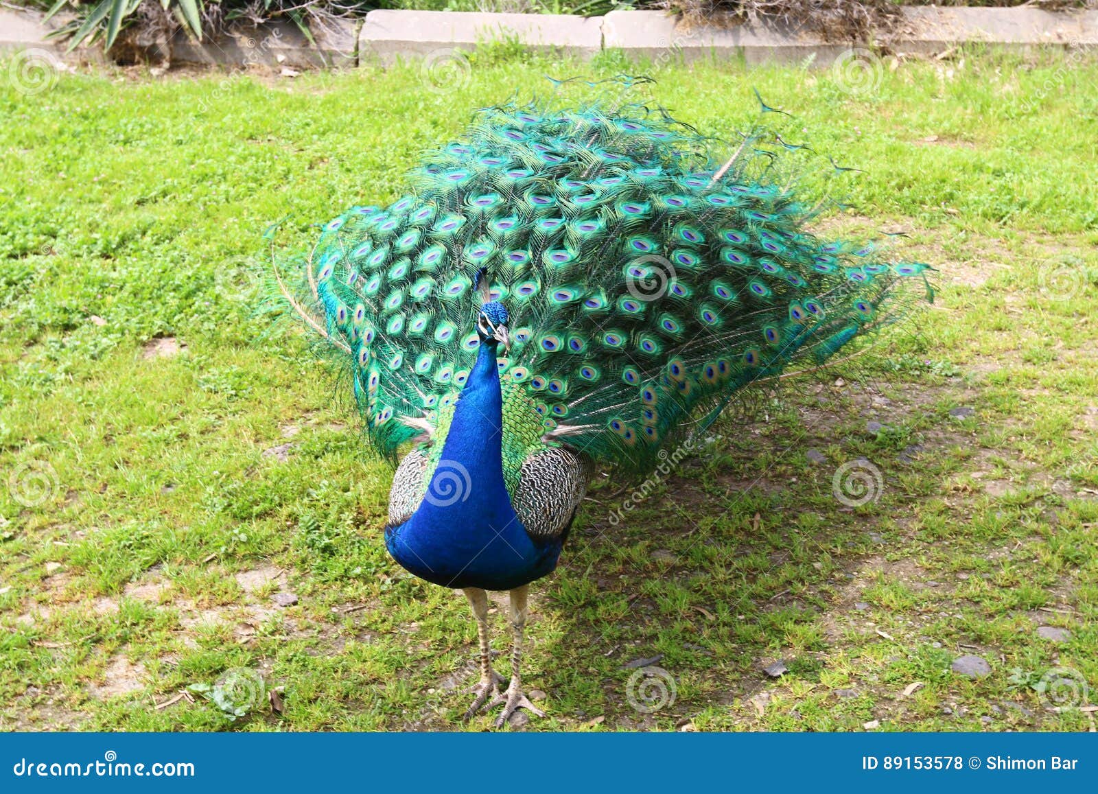 Beautiful Tail of a Peacock Stock Photo - Image of wings, tail: 89153578