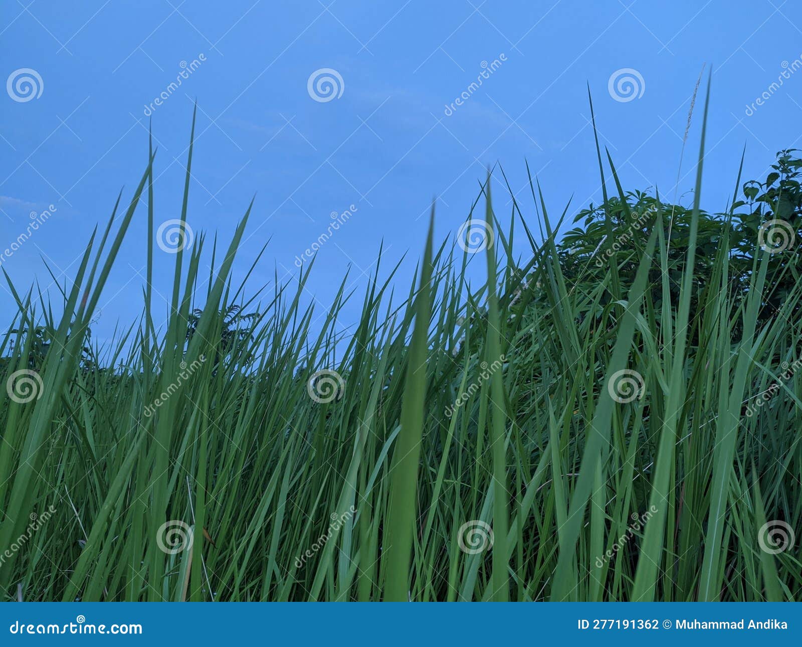 Beautiful tall green grass stock photo. Image of green - 277191362