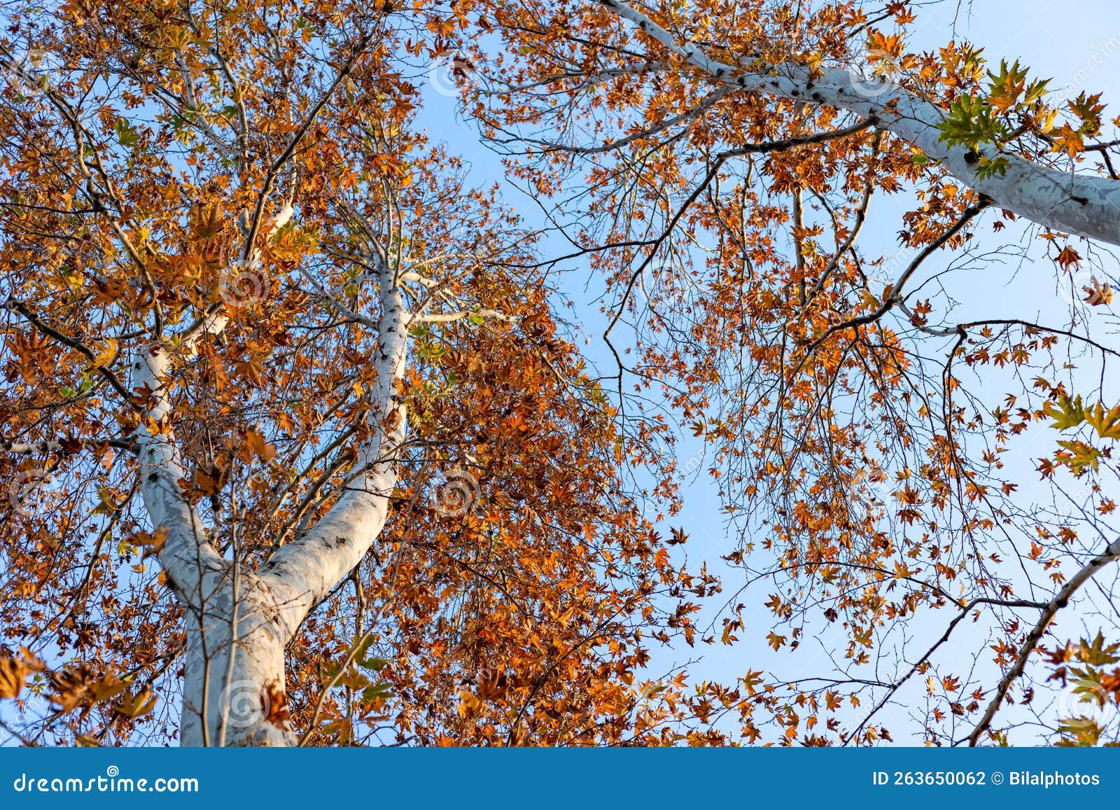 Beautiful Tall Maple Trees Canopy with Clear Blue Sky Background Stock ...