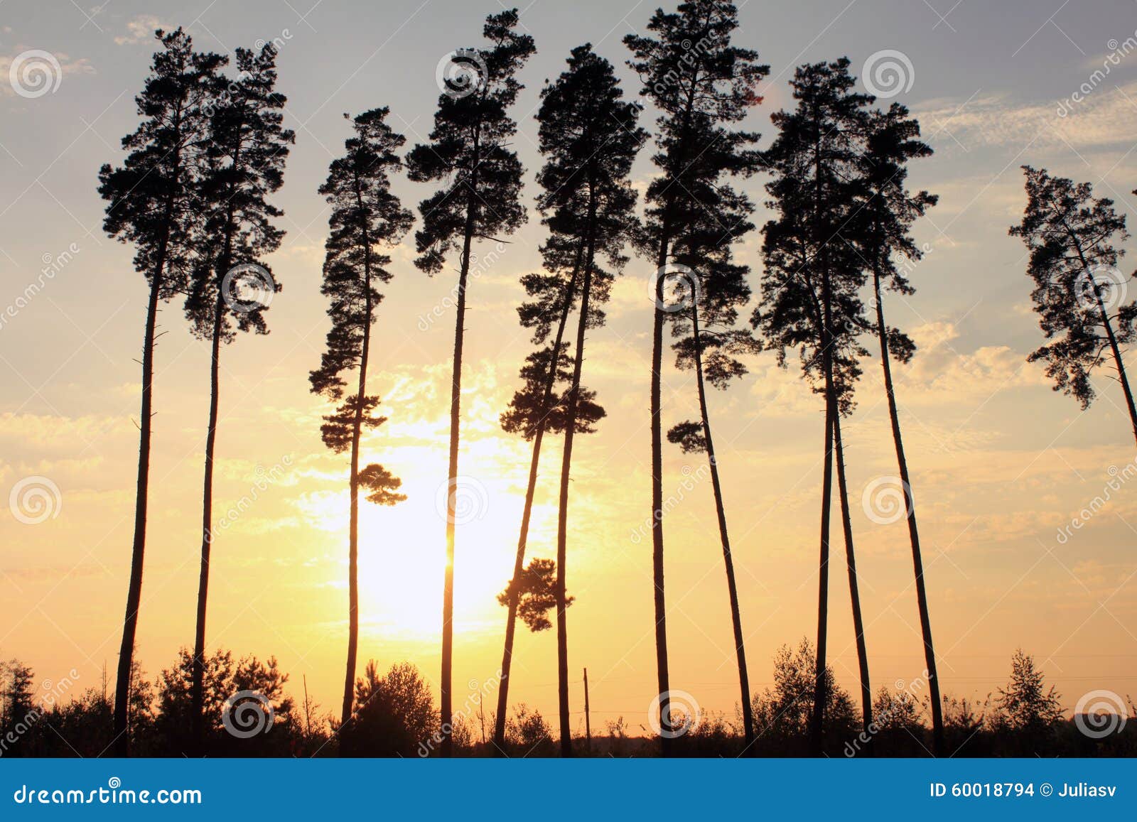 Beautiful Tall Pine Trees at Sunset Stock Photo - Image of shine, light: 60018794