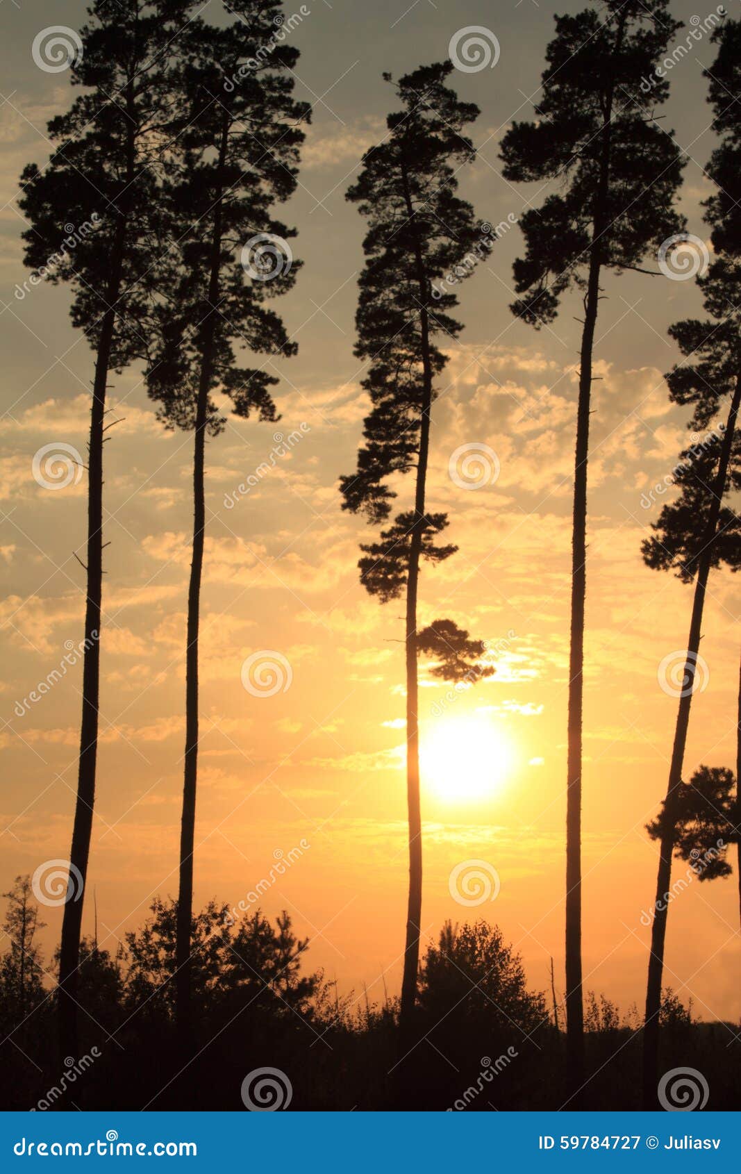 Beautiful Tall Pine Trees at Sunset Stock Image - Image of orange, pine ...