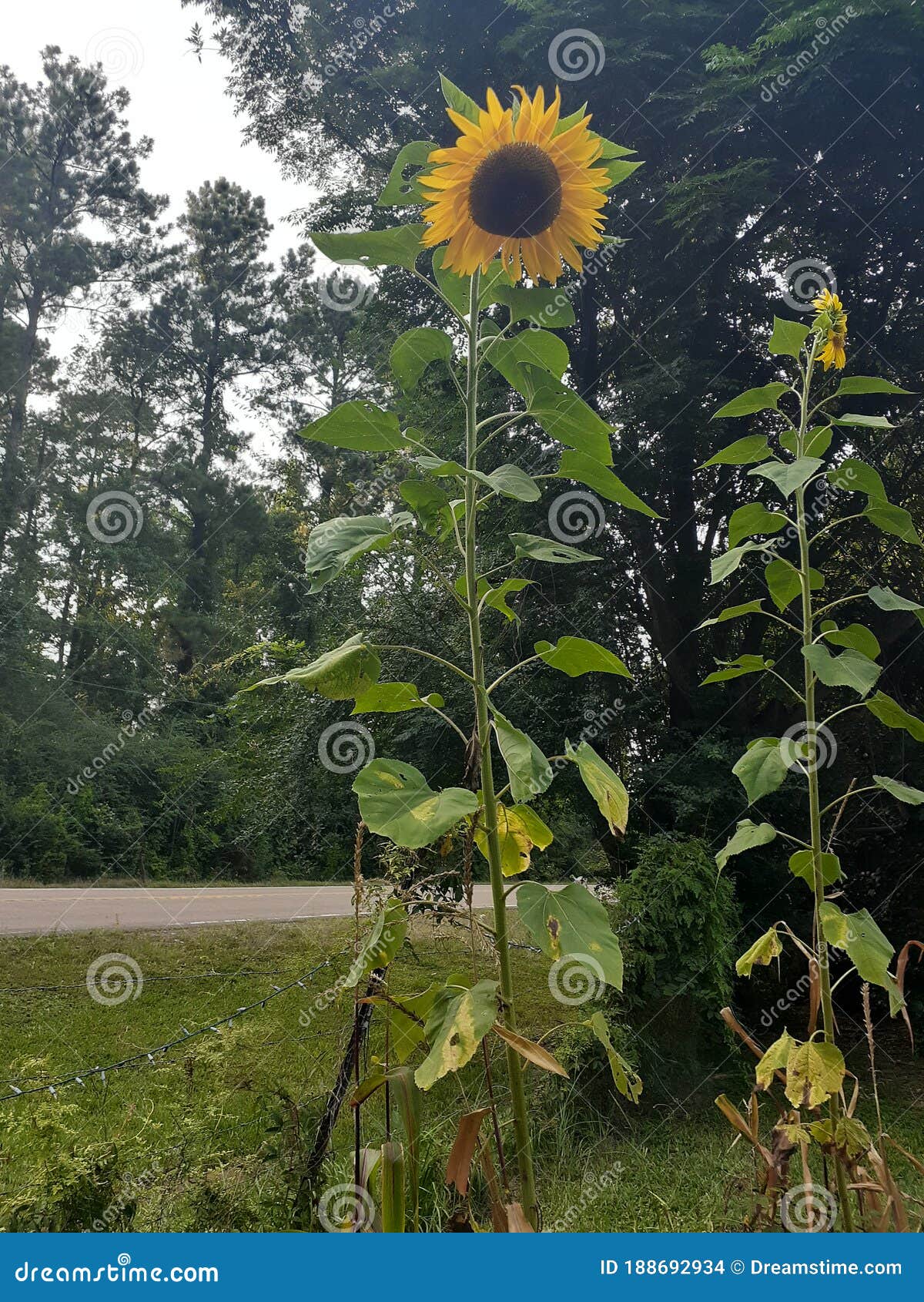 Beautiful tall sunflower stock photo. Image of produce - 188692934