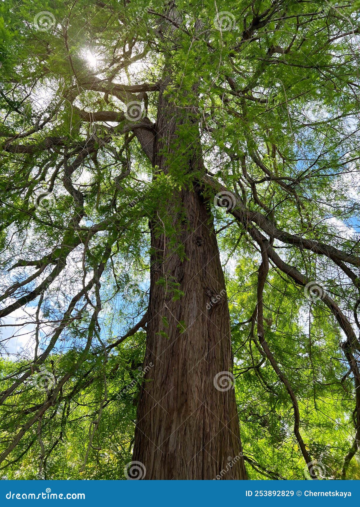 Beautiful Tall Tree with Green Leaves in Park, Low Angle View Stock ...