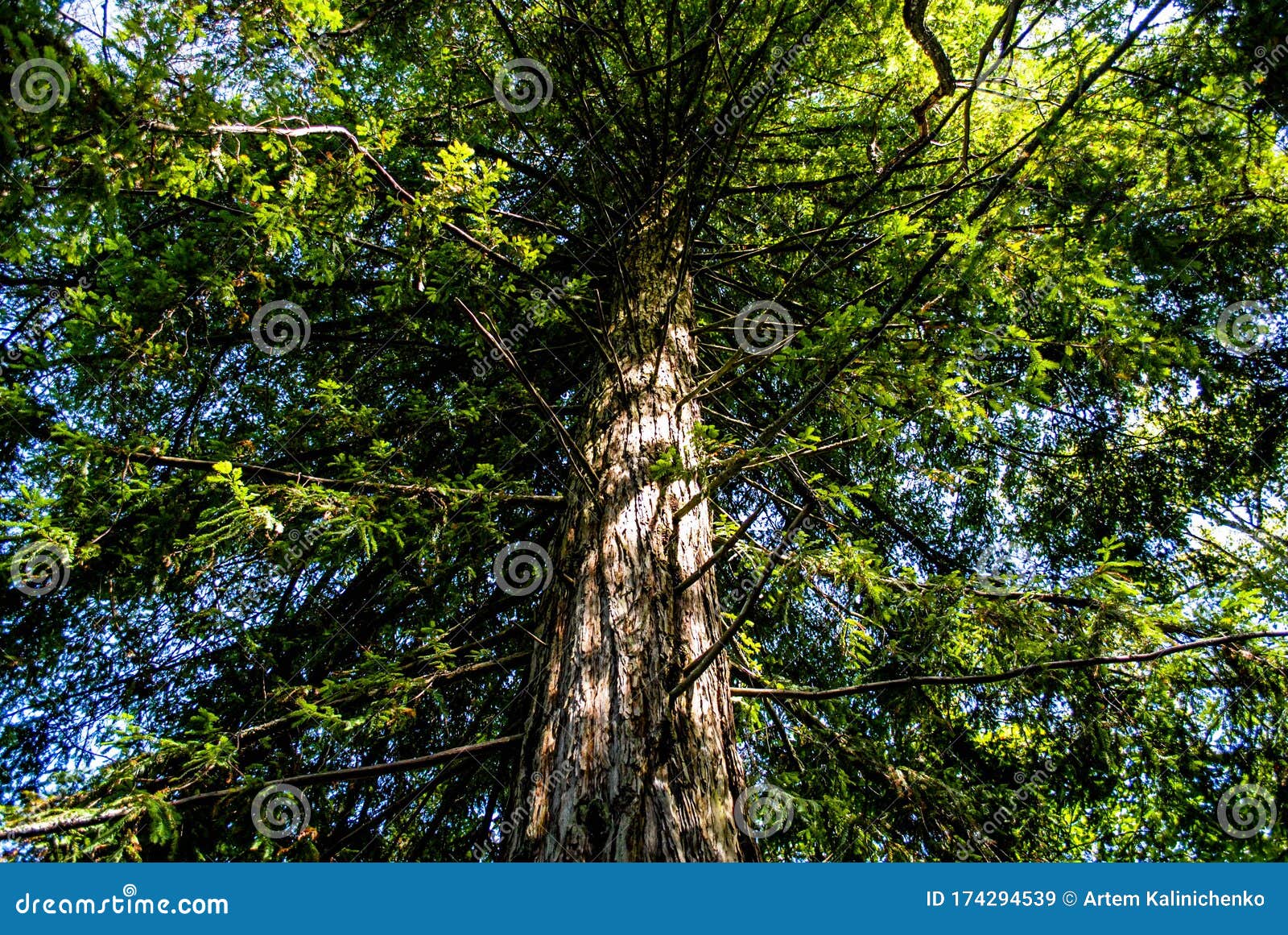 Beautiful Tall Tree Growing in Portugal Stock Image - Image of blue ...