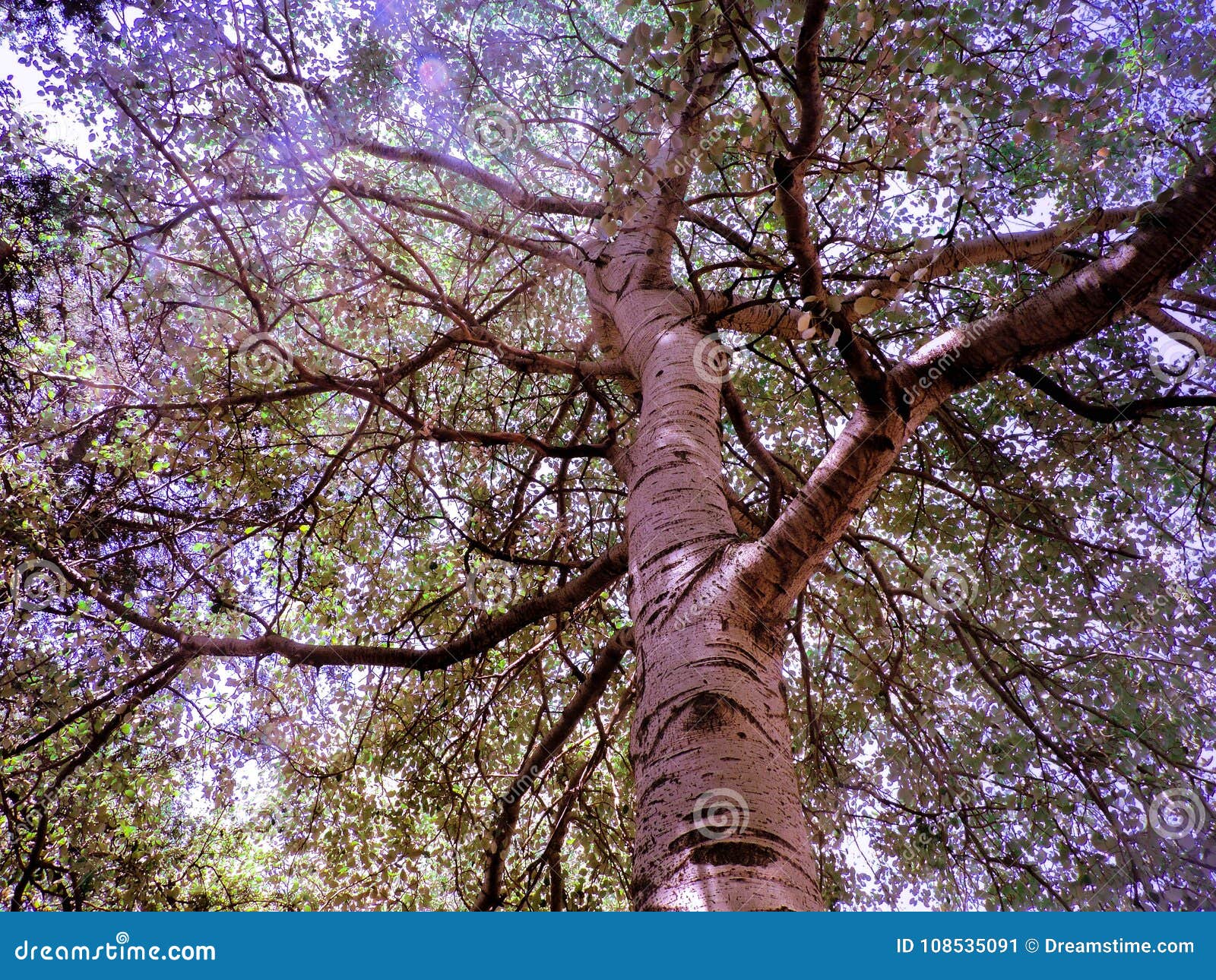 Beautiful and Tall Tree in a Park Stock Image - Image of park ...