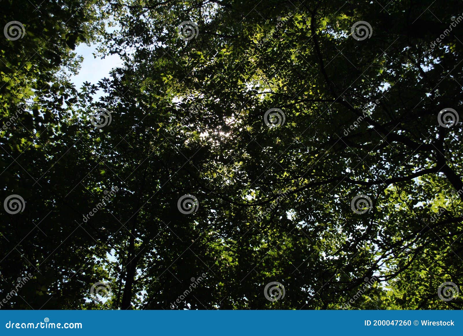 Beautiful, Tall Trees in the Forest - Great for Wallpapers Stock Photo ...