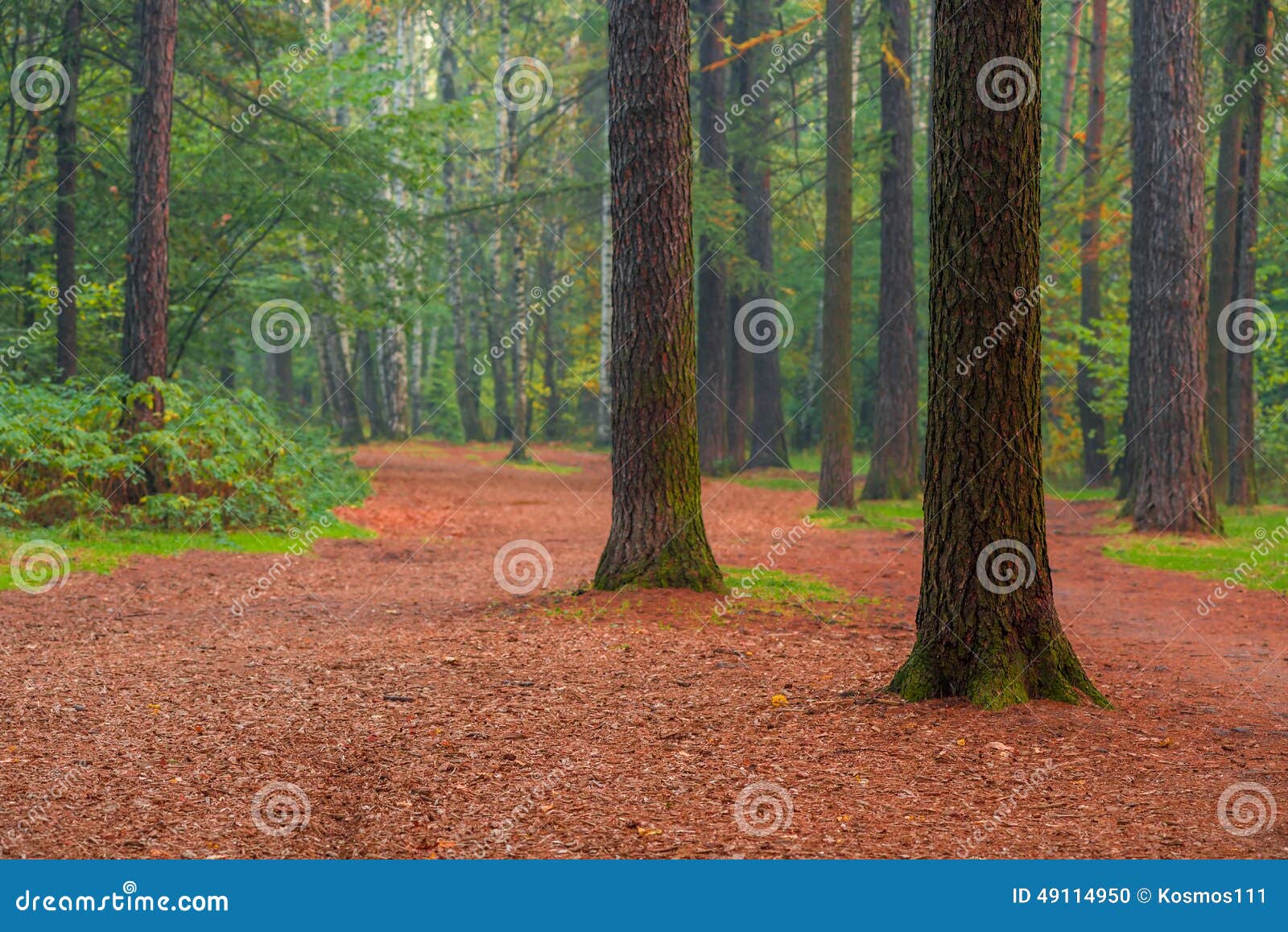 Beautiful Tall Trees in Summer Forest Stock Photo - Image of deciduous ...