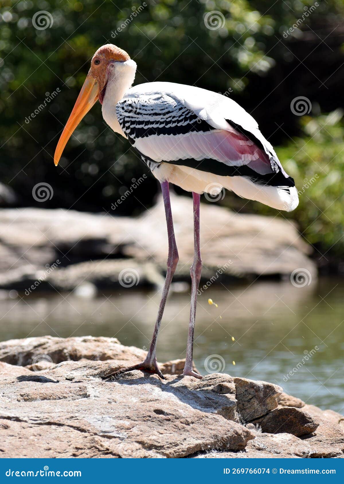 Beautiful Tall Walking Birds Stock Photo - Image of santuary, birds ...