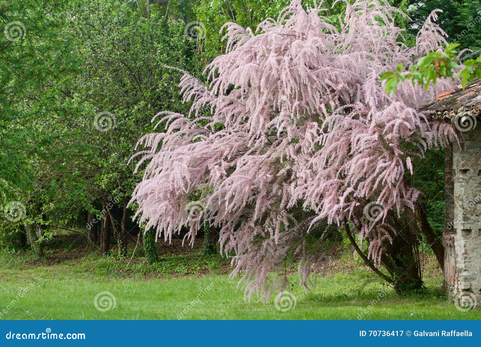 Beautiful tamarix in bloom stock image. Image of land - 70736417