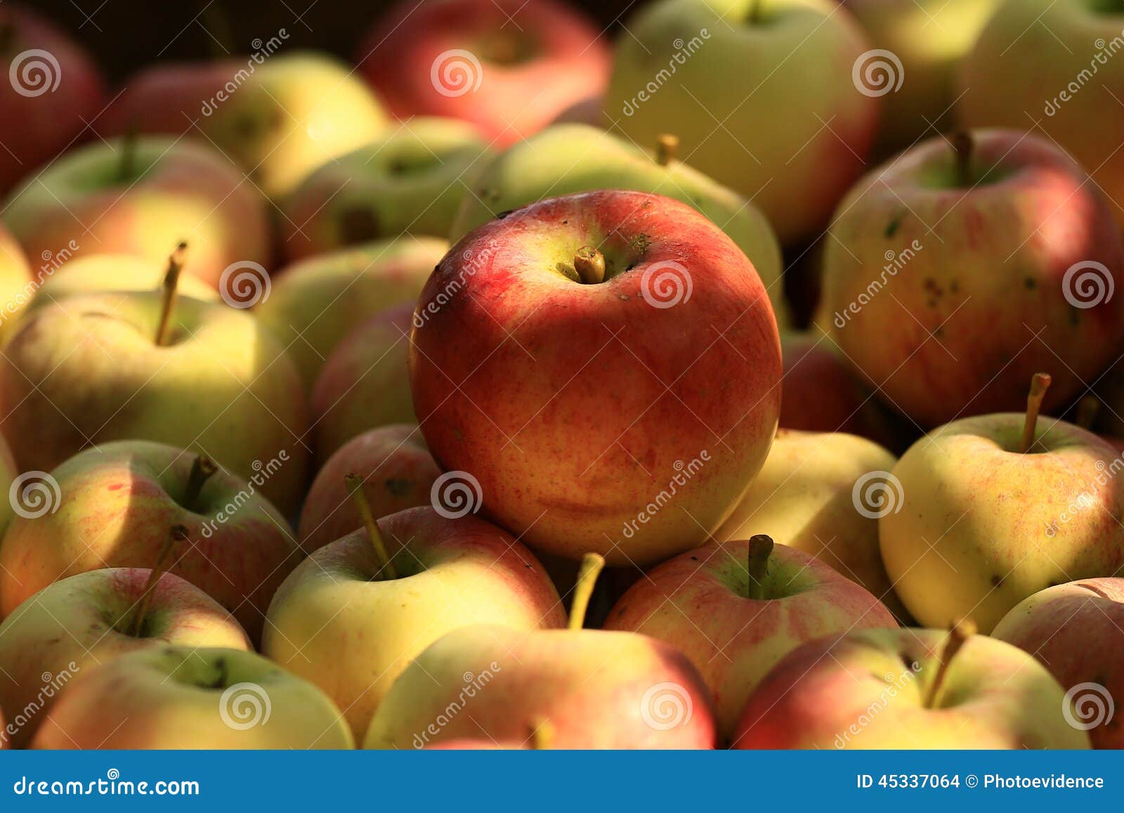 Beautiful and Tasty Organic Apples Stock Photo - Image of shiny, home ...