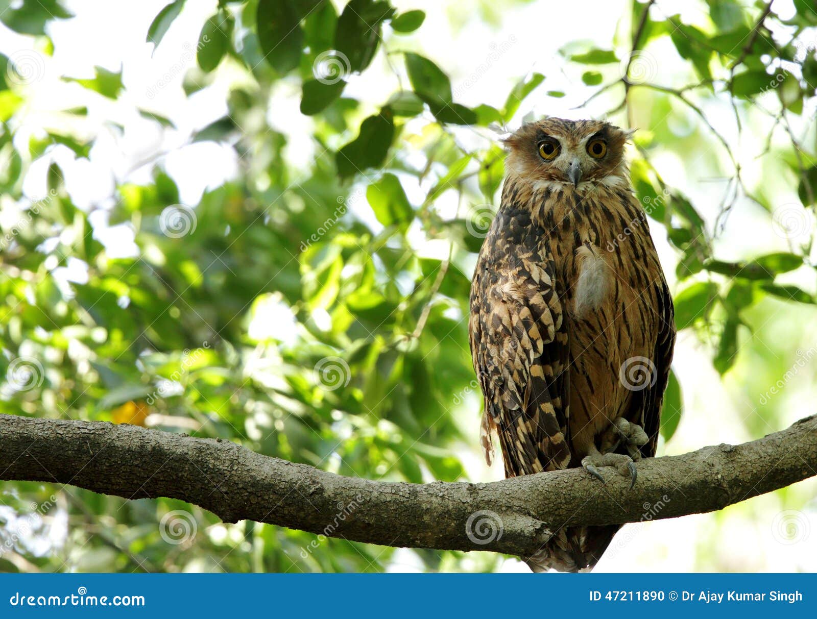 Beautiful Tawny Fish Owl Perched on a Tree Stock Photo - Image of ...