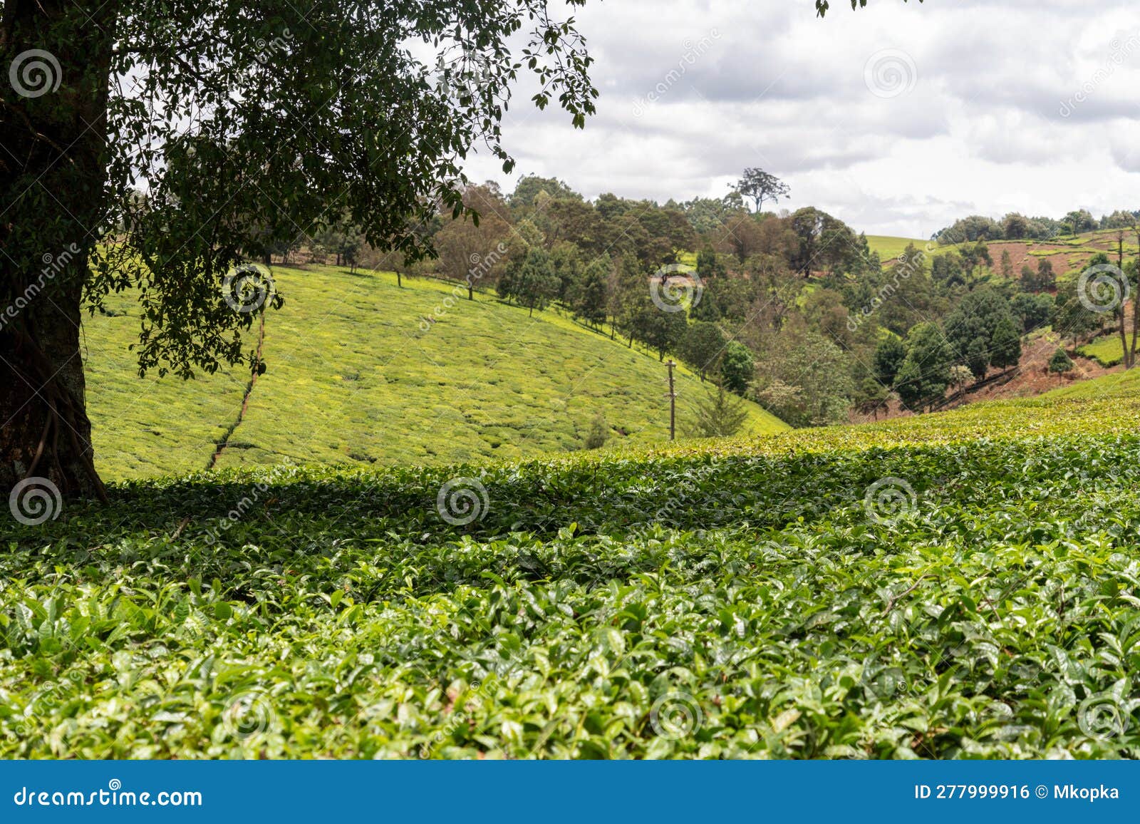 Beautiful Tea Farm Plantation in Kenya, with Clouds in the Sky Stock ...