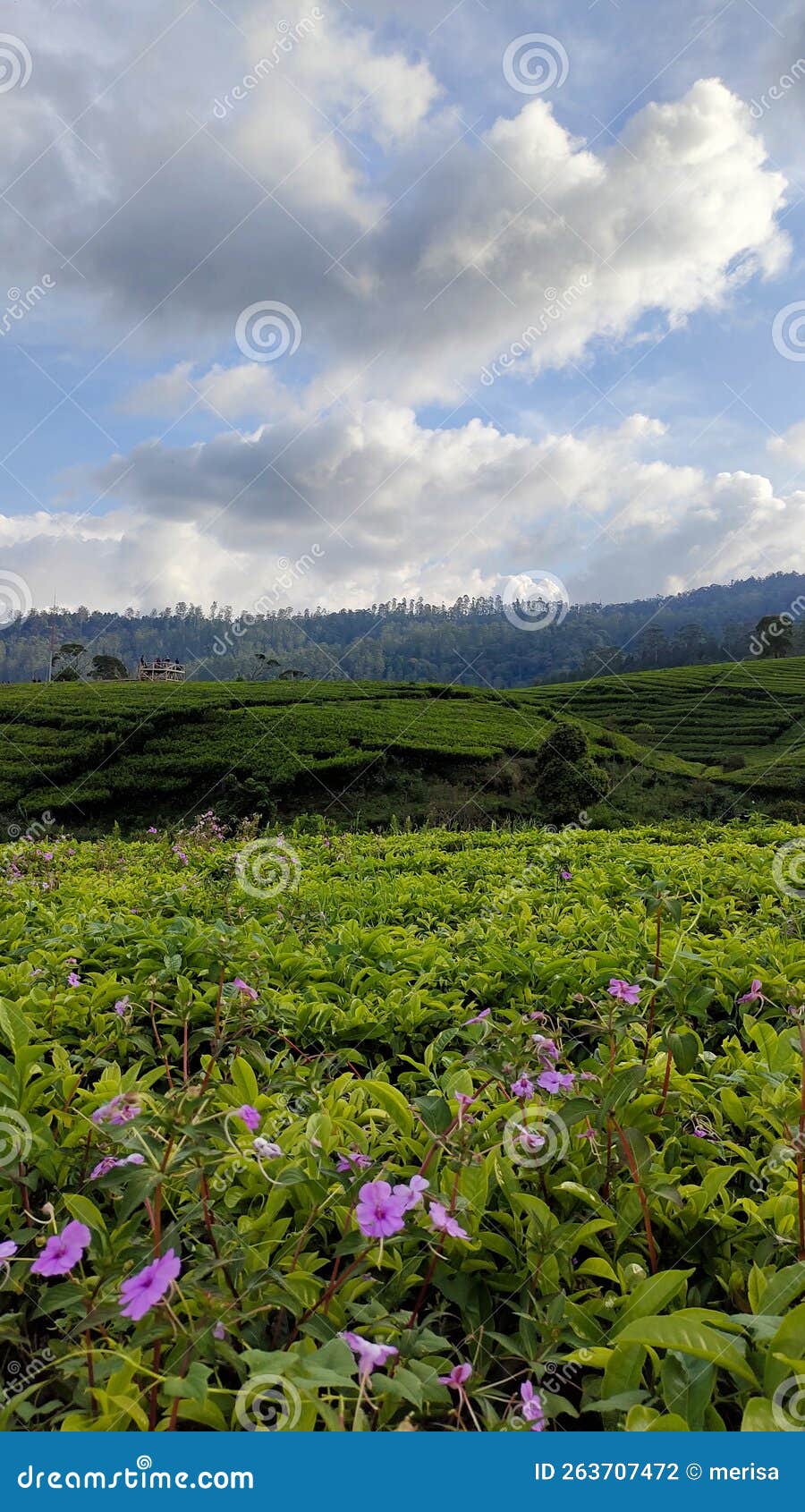 The Tea Garden Below Pangalengan Bandung Indonesia Stock Photo - Image ...