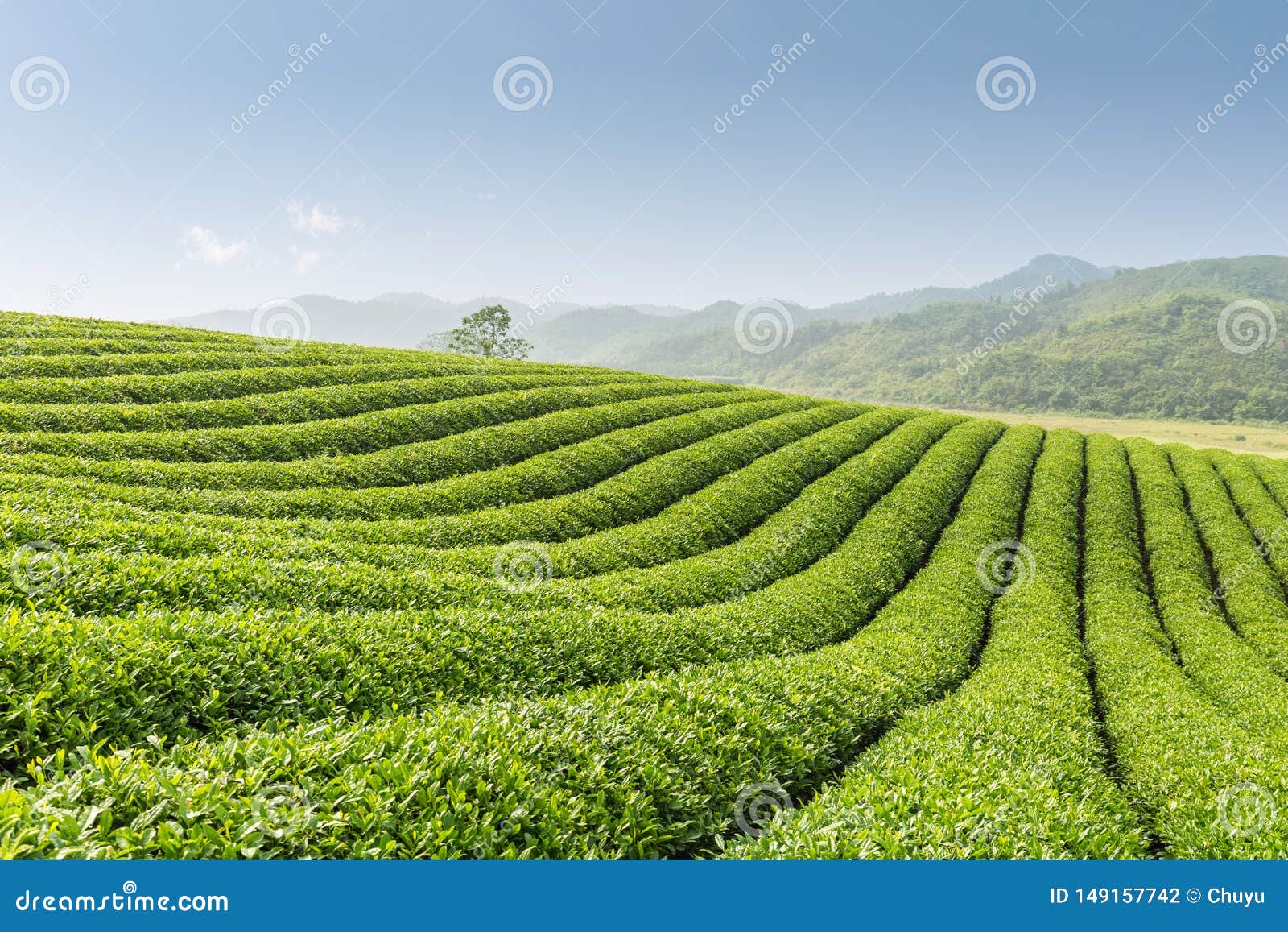 Beautiful tea garden stock photo. Image of leaf, grow - 149157742