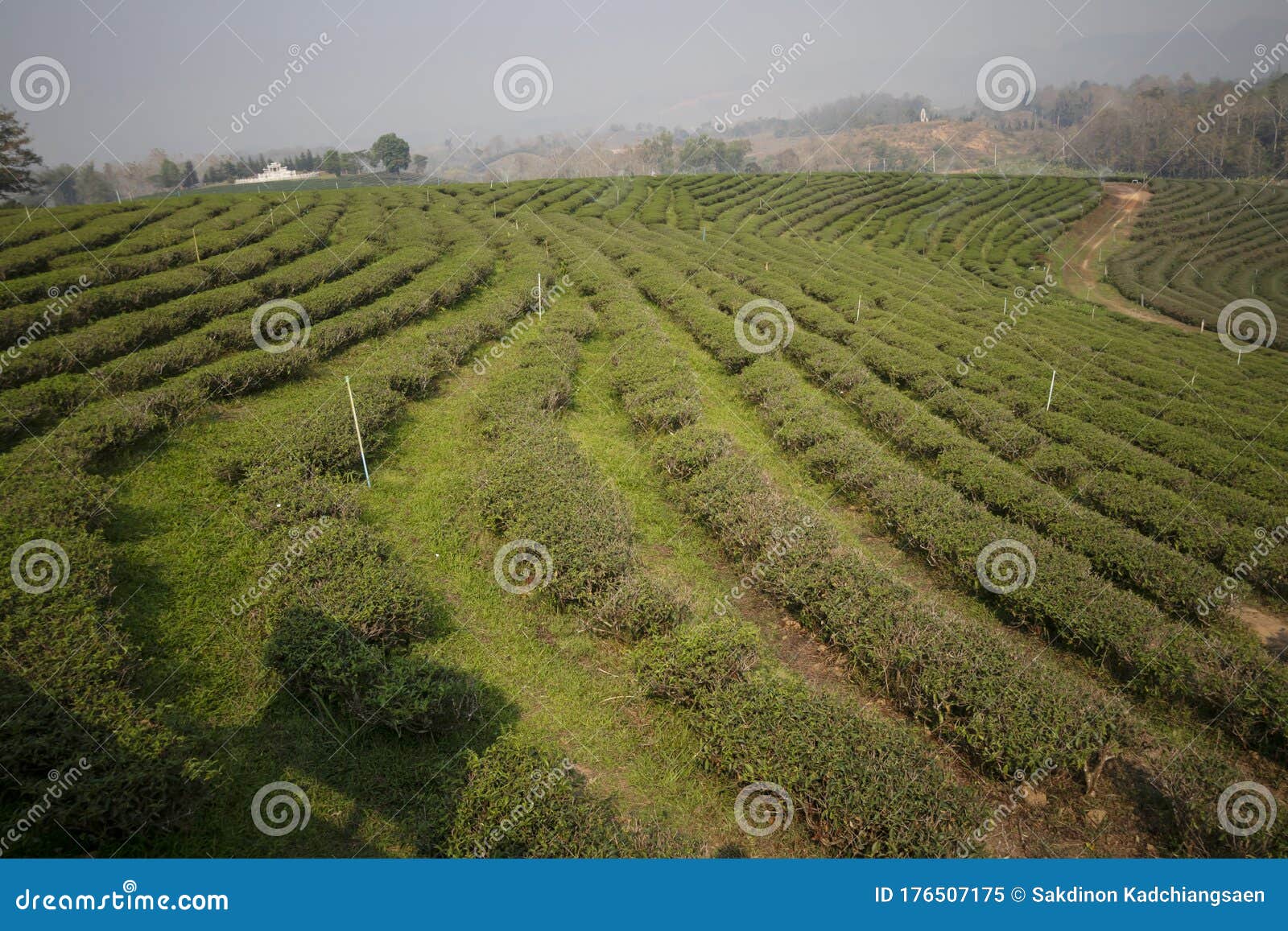 Beautiful tea garden stock image. Image of beautiful - 176507175