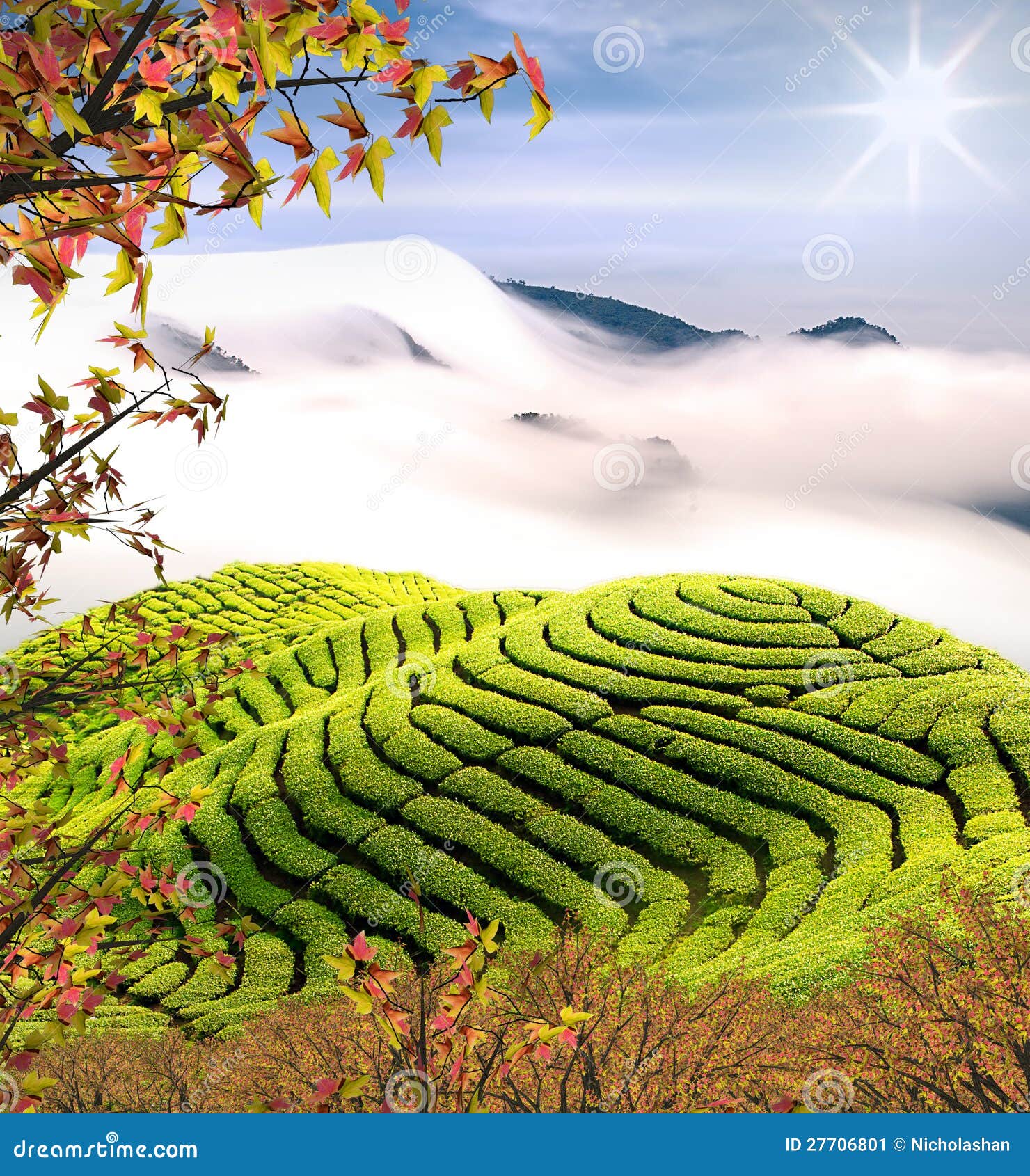 Beautiful Tea Garden W Nice Maple Stock Image - Image of morning ...