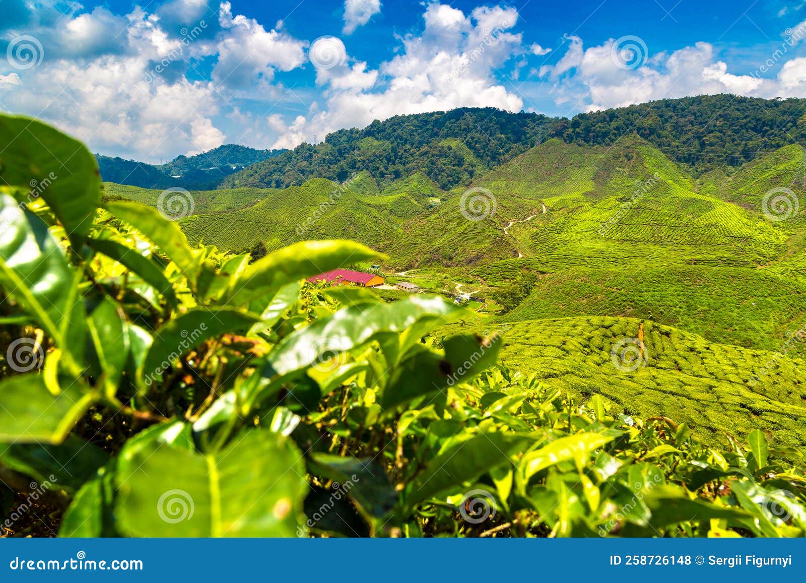 Beautiful Tea plantations stock photo. Image of bush - 258726148