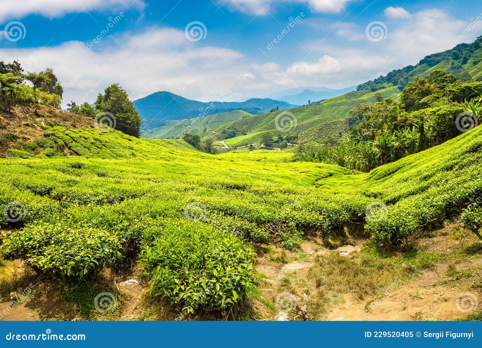 Beautiful Tea plantations stock image. Image of china - 229520405