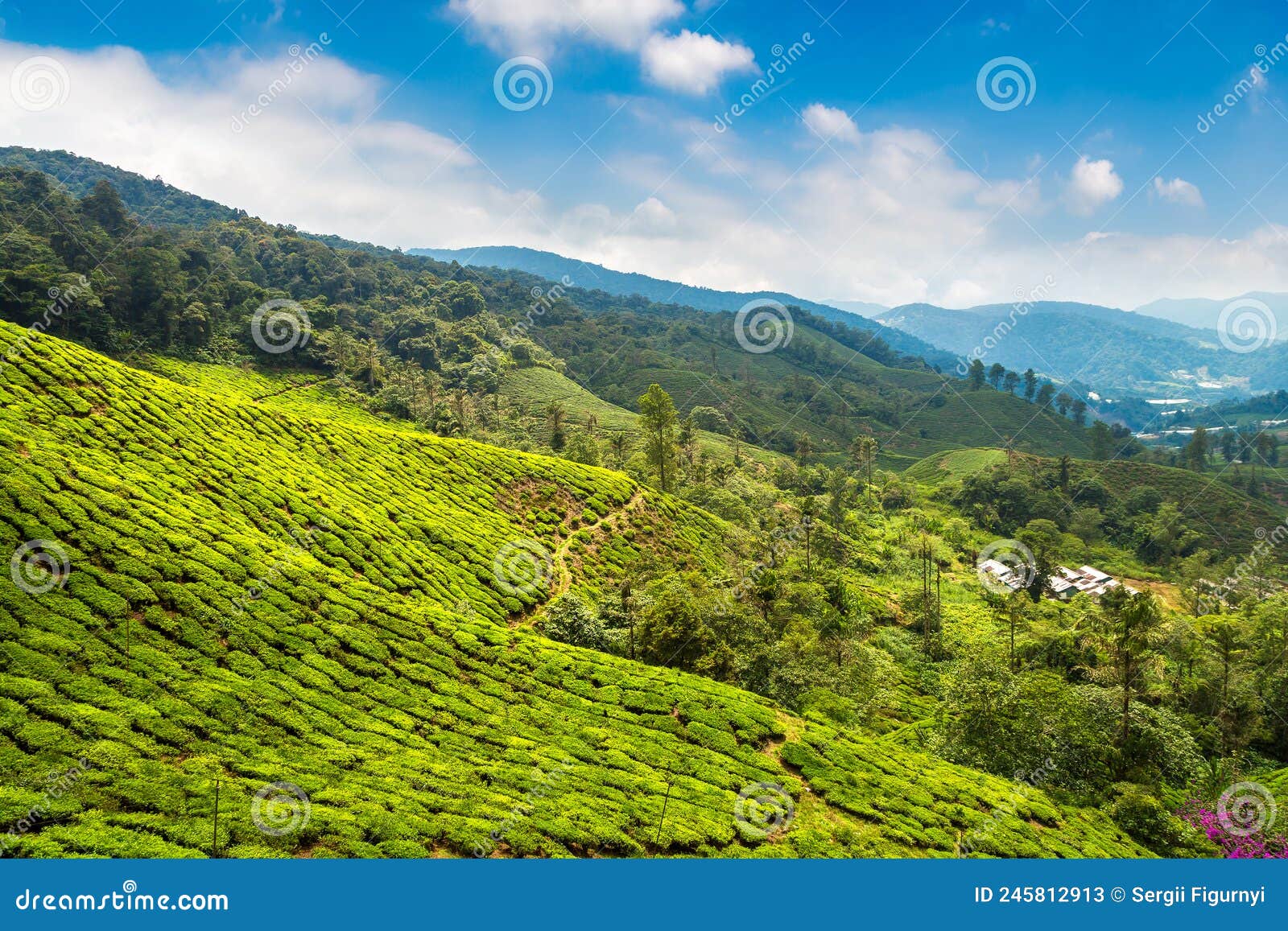 Beautiful Tea plantations stock image. Image of cultivation - 245812913