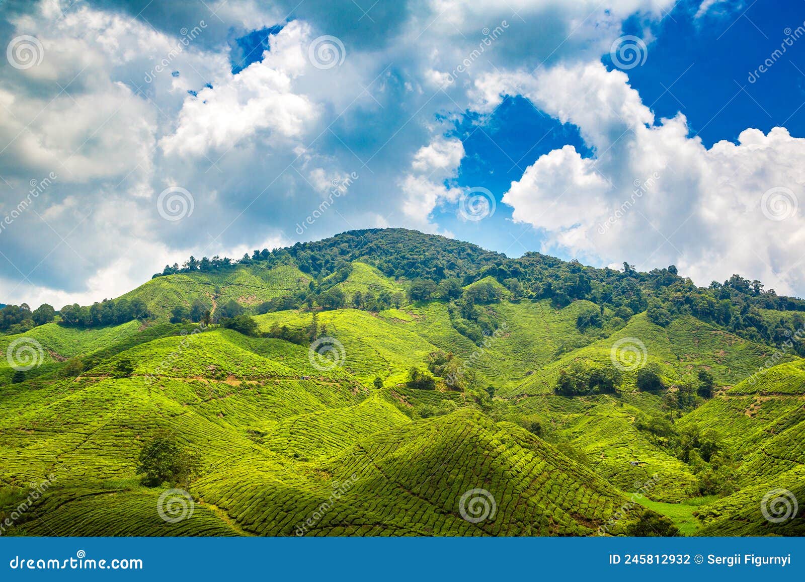 Beautiful Tea plantations stock photo. Image of highland - 245812932