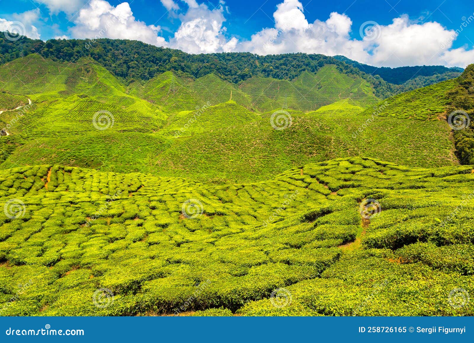 Beautiful Tea plantations stock image. Image of herb - 258726165