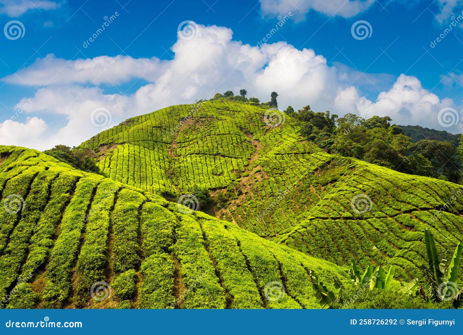 Beautiful Tea plantations stock photo. Image of farming - 258726292
