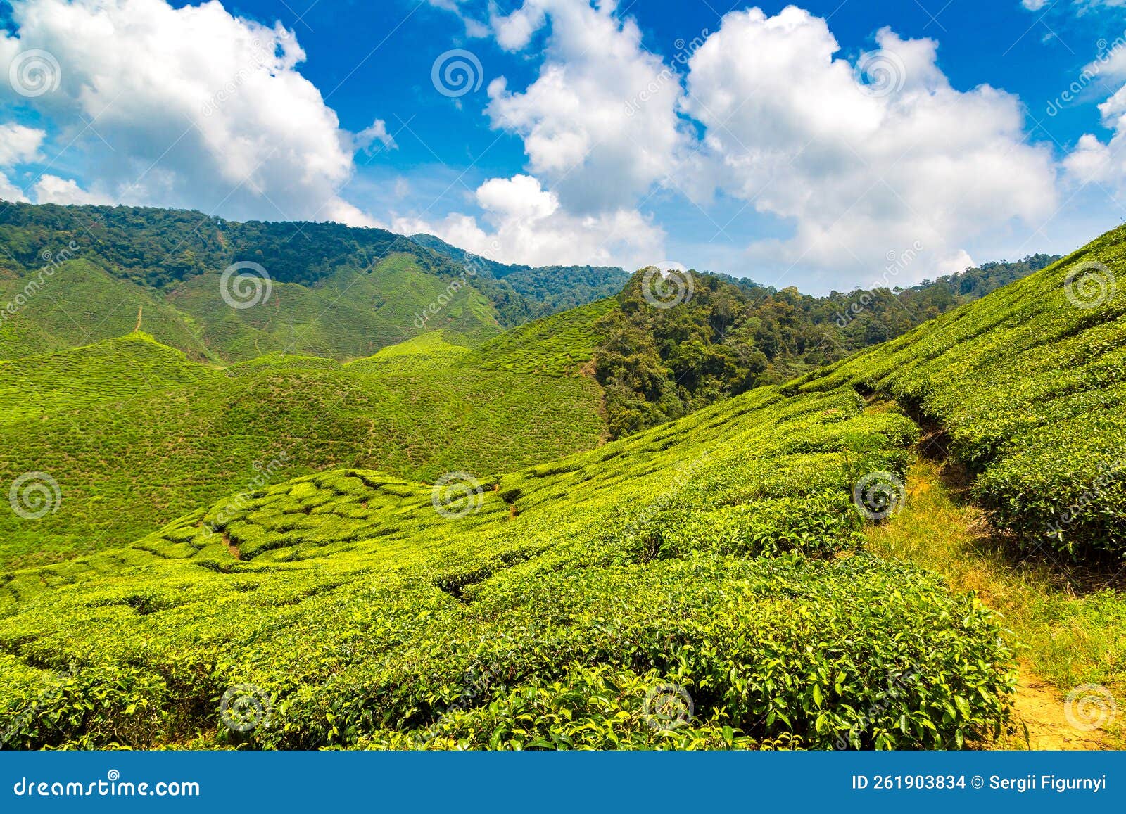 Beautiful Tea plantations stock photo. Image of cameron - 261903834
