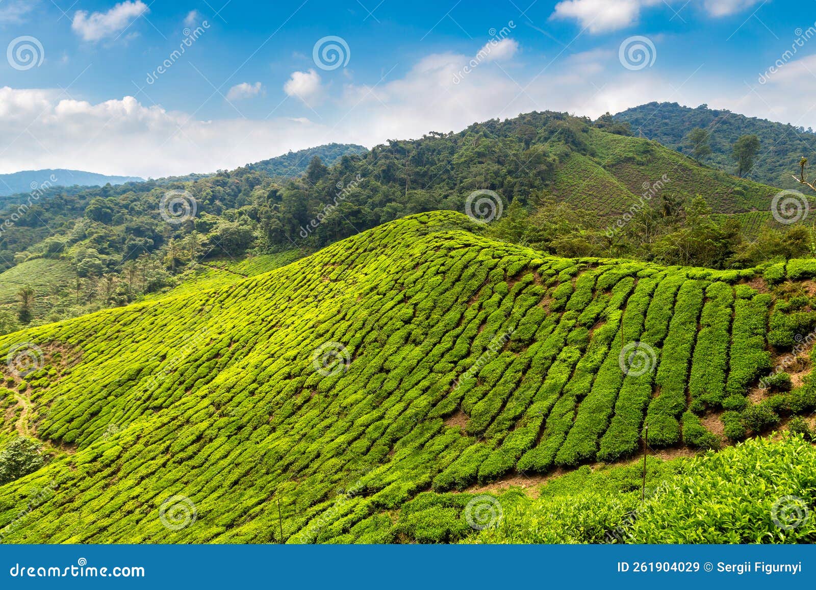 Beautiful Tea plantations stock image. Image of natural - 261904029